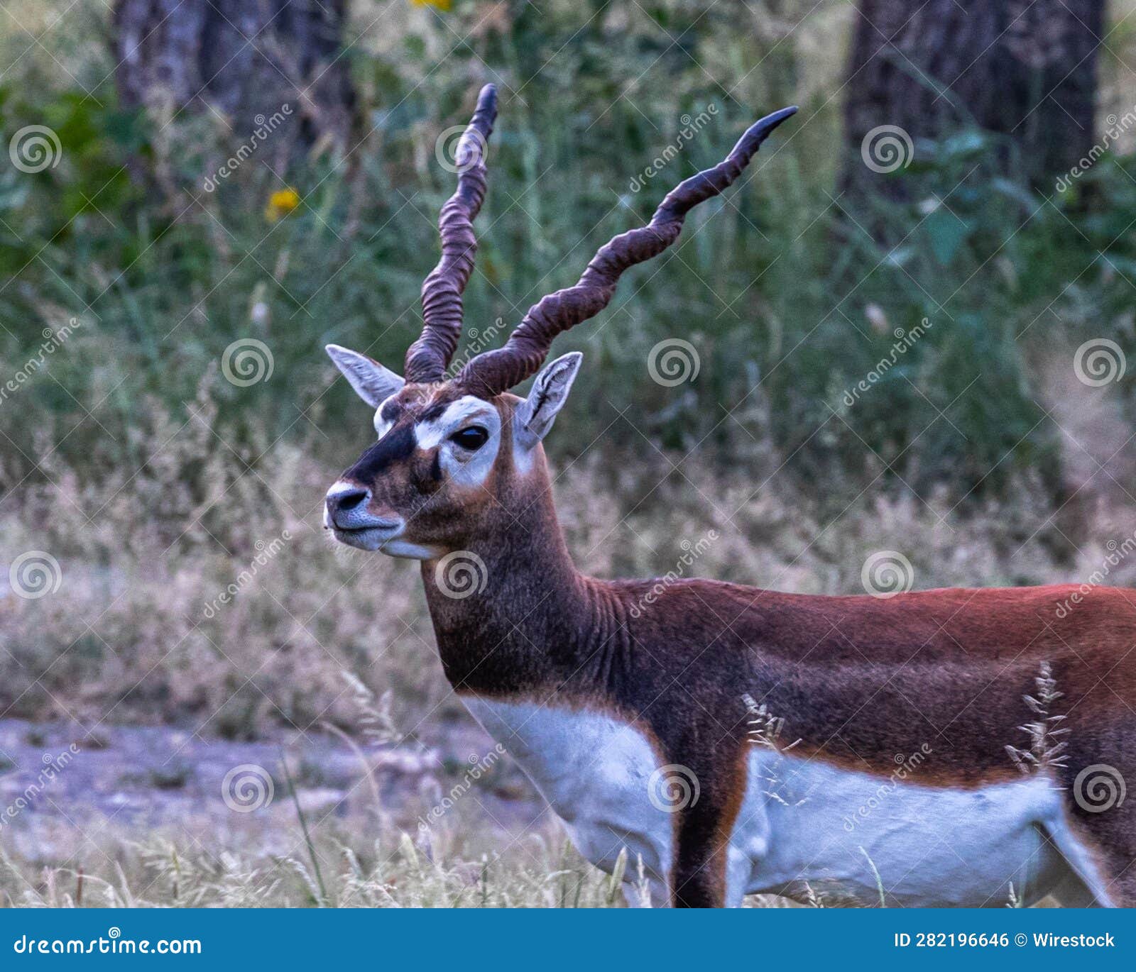 Blackbuck in Its Natural Habitat Stock Photo - Image of antelope ...