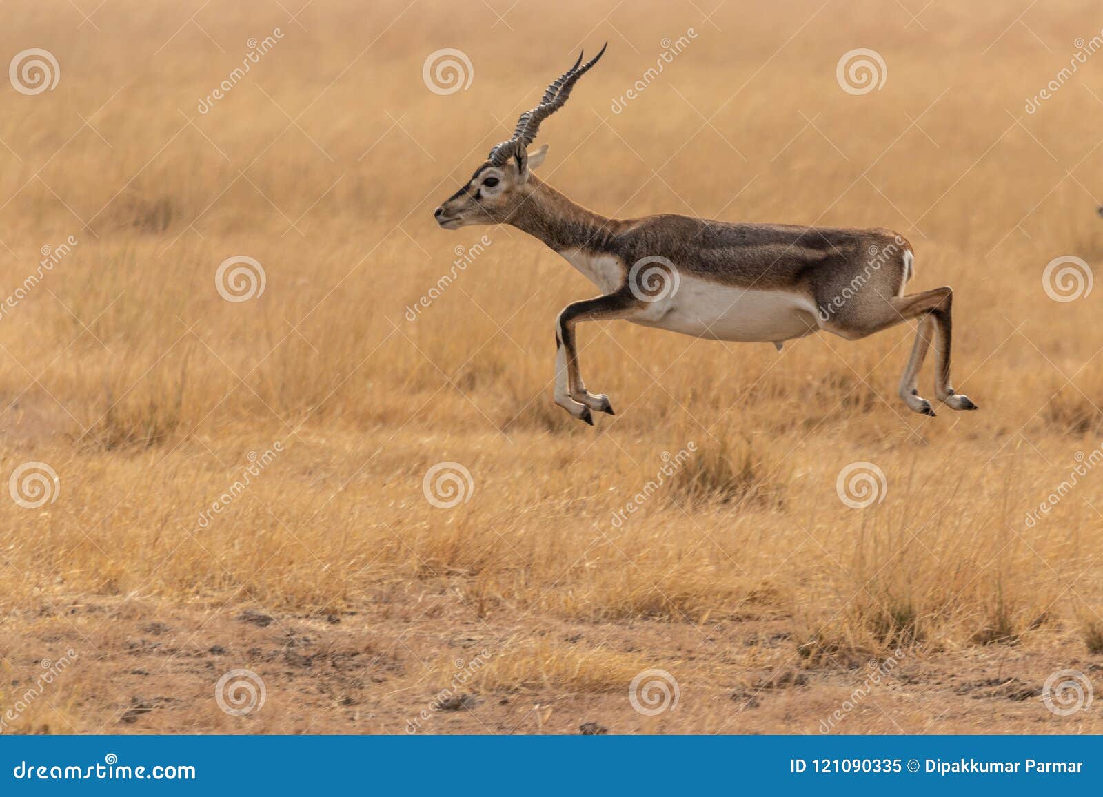 Blackbuck is jumping stock image. Image of young, save - 121090335