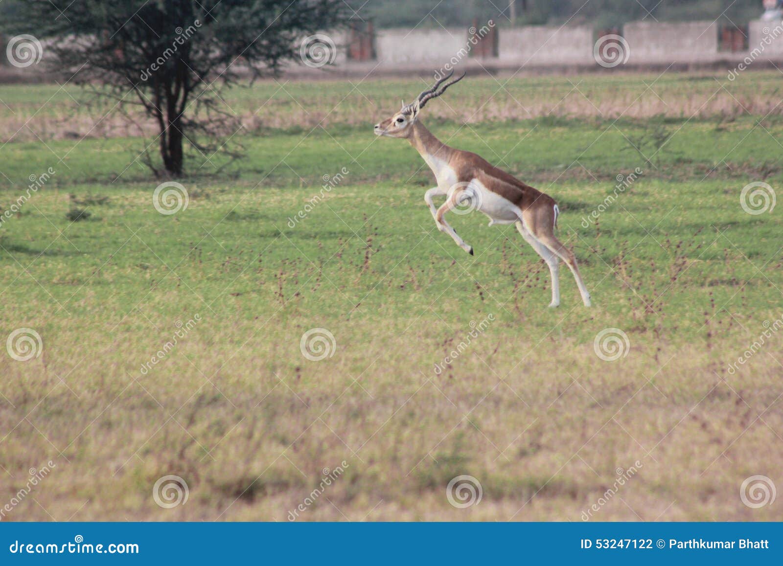 Blackbuck leaping stock photo. Image of countryside, antilope - 53247122