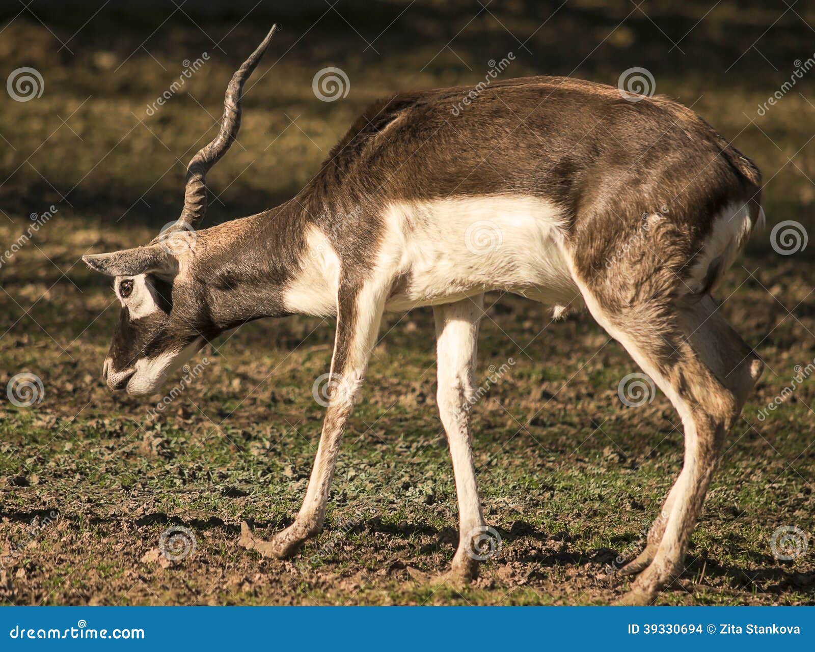 Blackbuck with one antler stock photo. Image of nature - 39330694