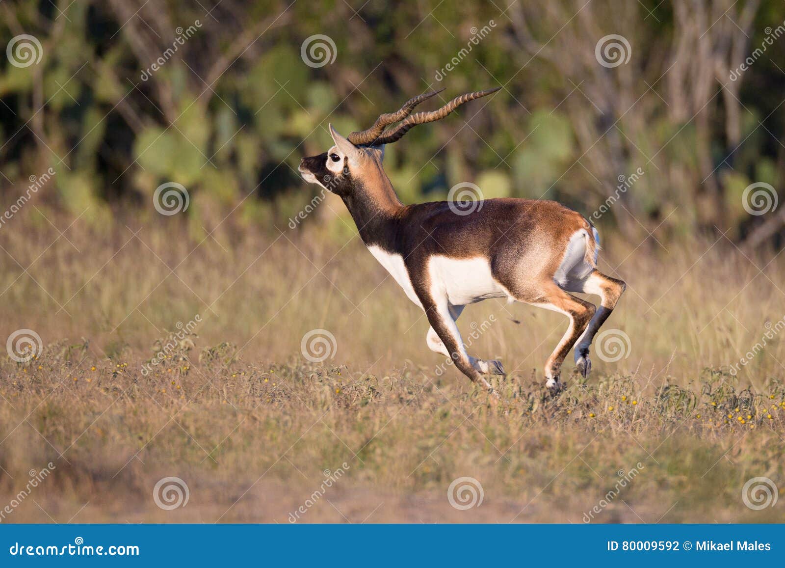 Blackbuck Running To Safety Stock Photo - Image of alert, fast: 80009592