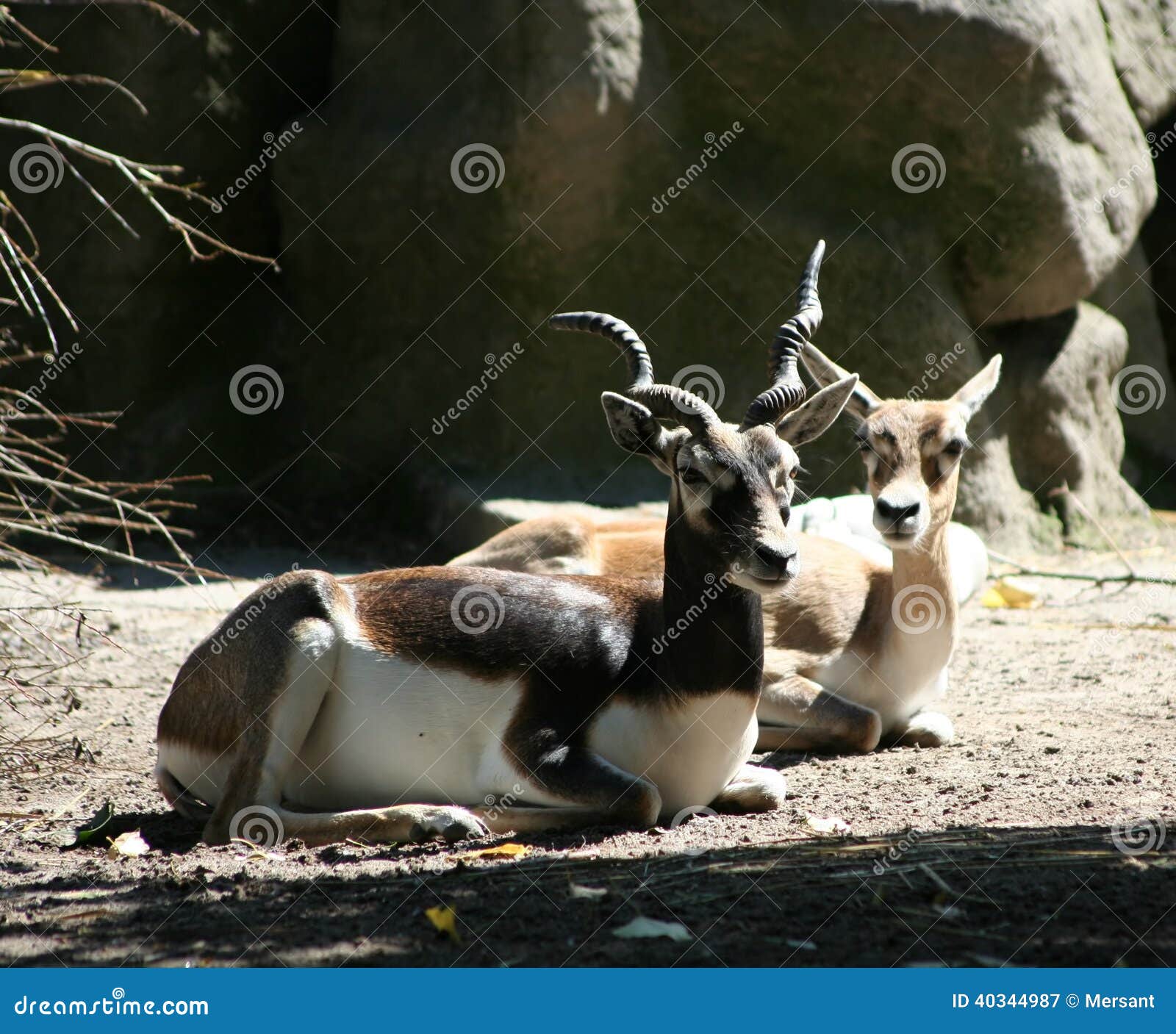 Blackbuck stock image. Image of animals, antilop, mammals - 40344987