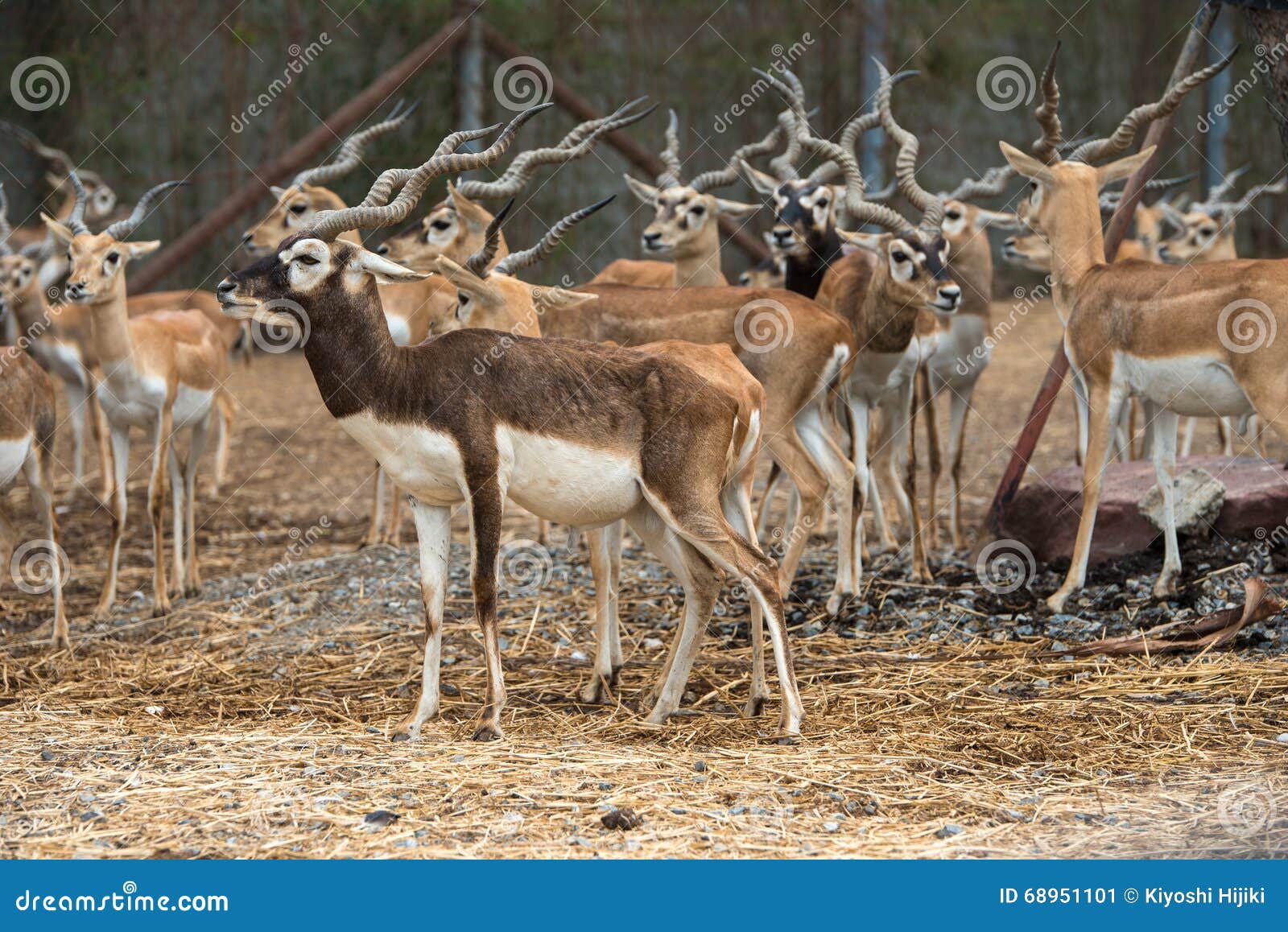 Blackbuck stock image. Image of protected, animal, herbivore - 68951101