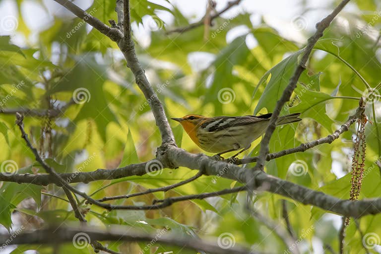 A Blackburnian Warbler on a Tree Branch Stock Image - Image of feather ...