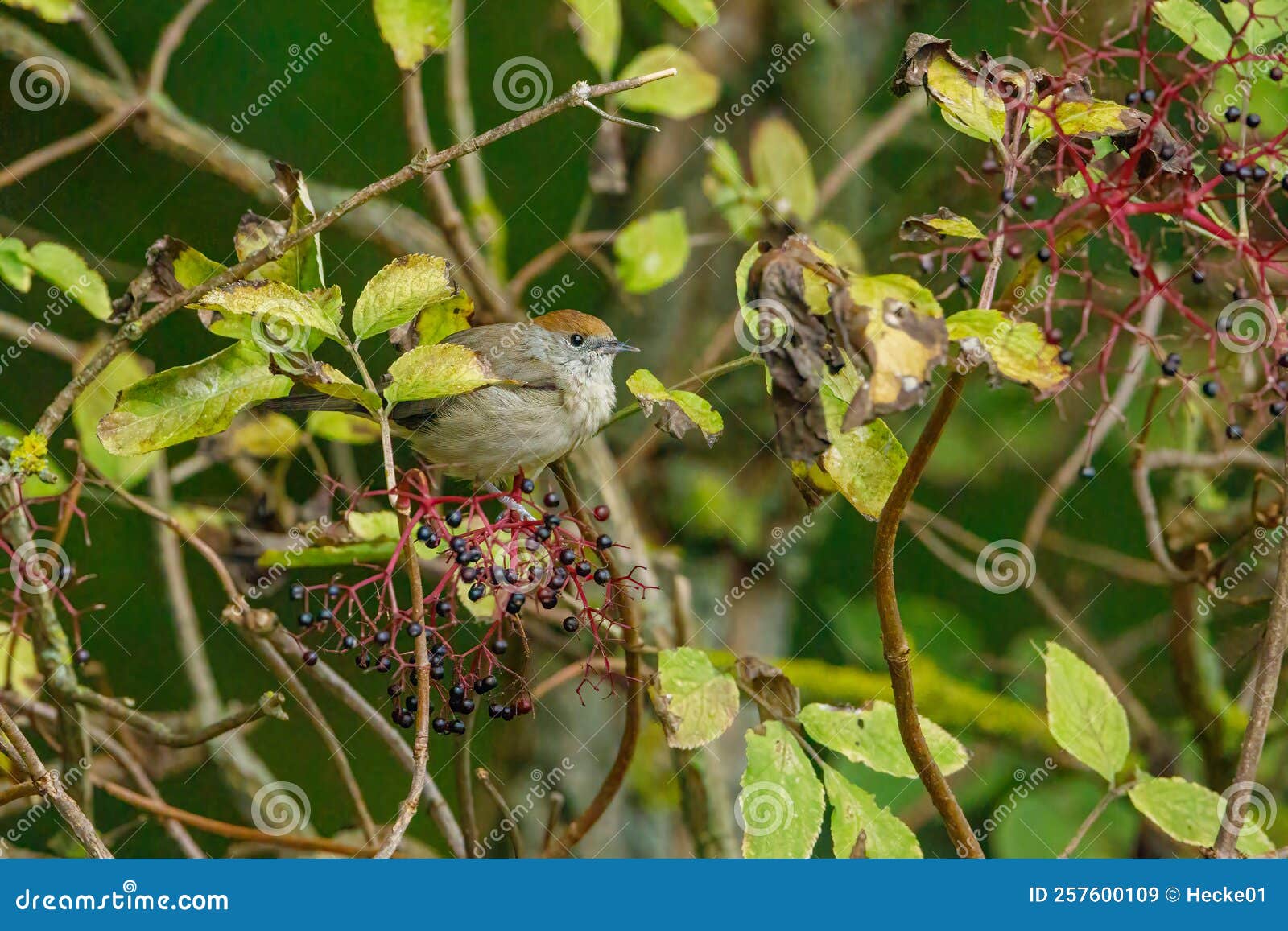 Blackcap bird in the wild stock image. Image of ornithology - 257600109
