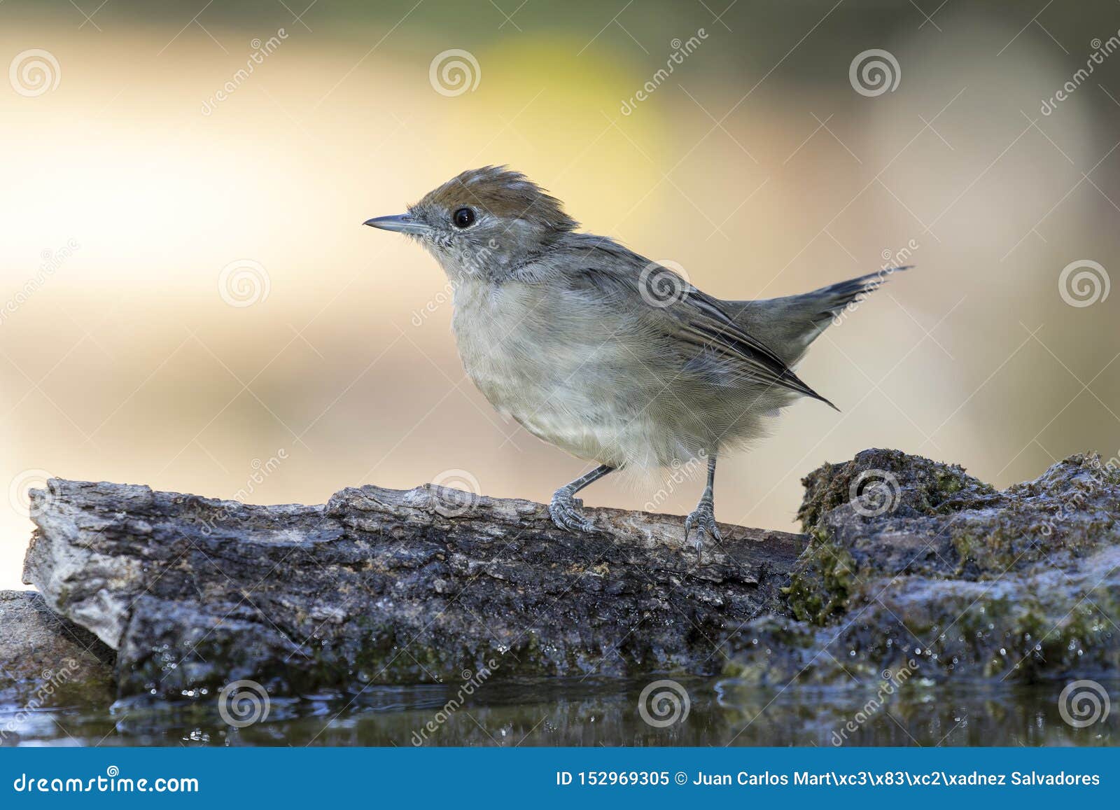 Blackcap Female Changing the Plumage Posing on a Trunk on a Uniform ...