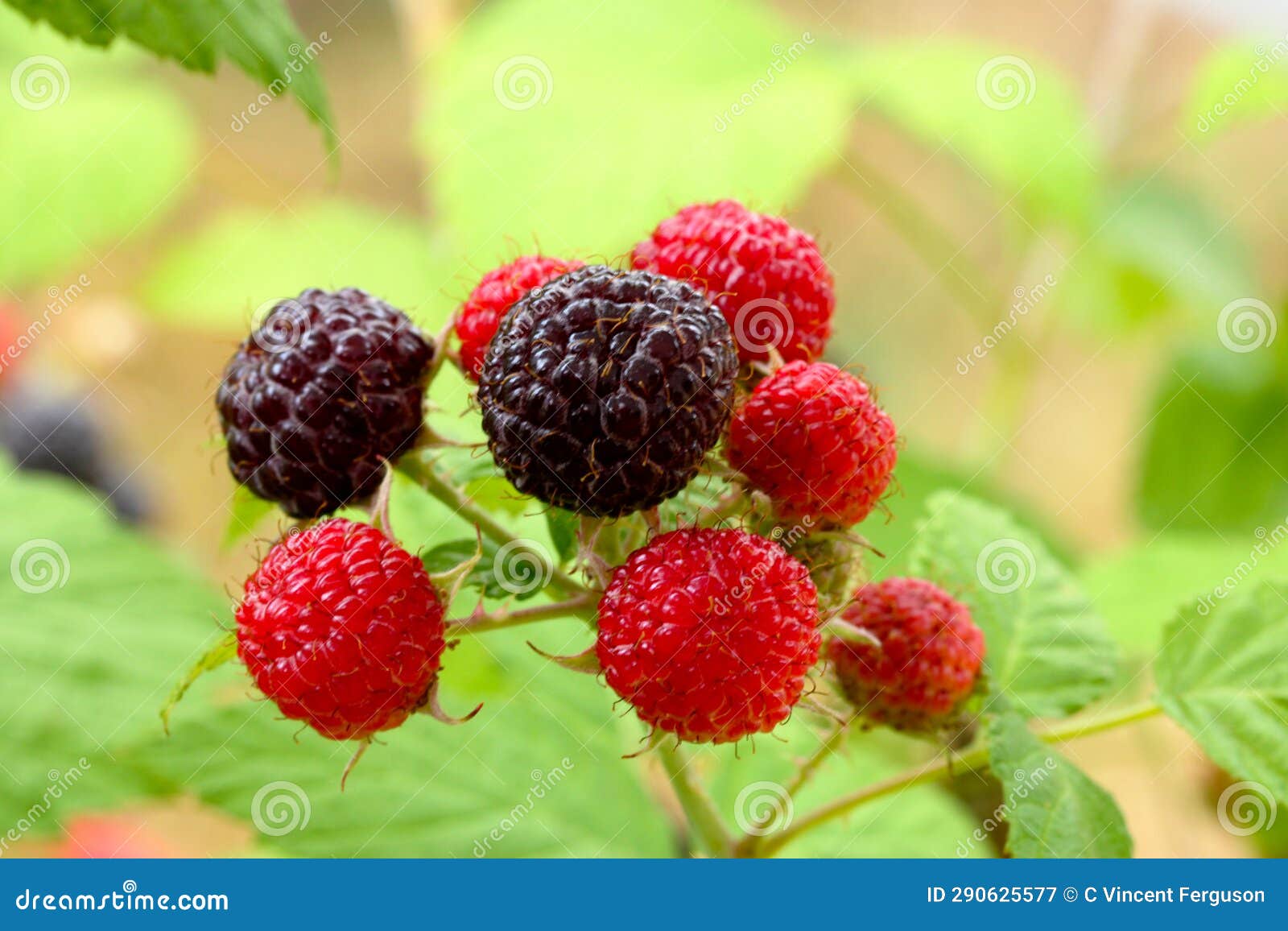Black and Red Cap Black Raspberry Cluster 03 Stock Image - Image of ...