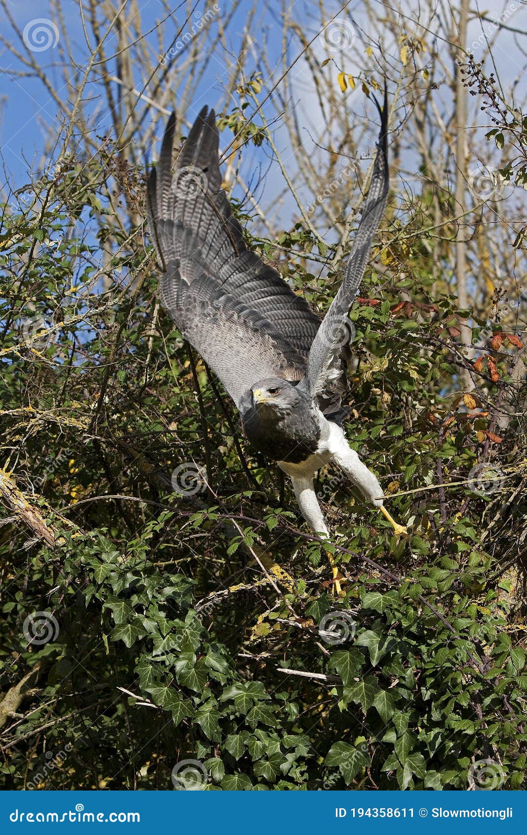 Blackchested Buzzardeagle Geranoaetus Melanoleucus, Das Flug Vom Busch ...