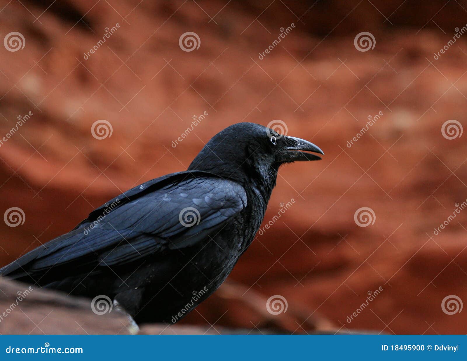 BlackCrow stock photo. Image of australia, crow, fauna - 18495900