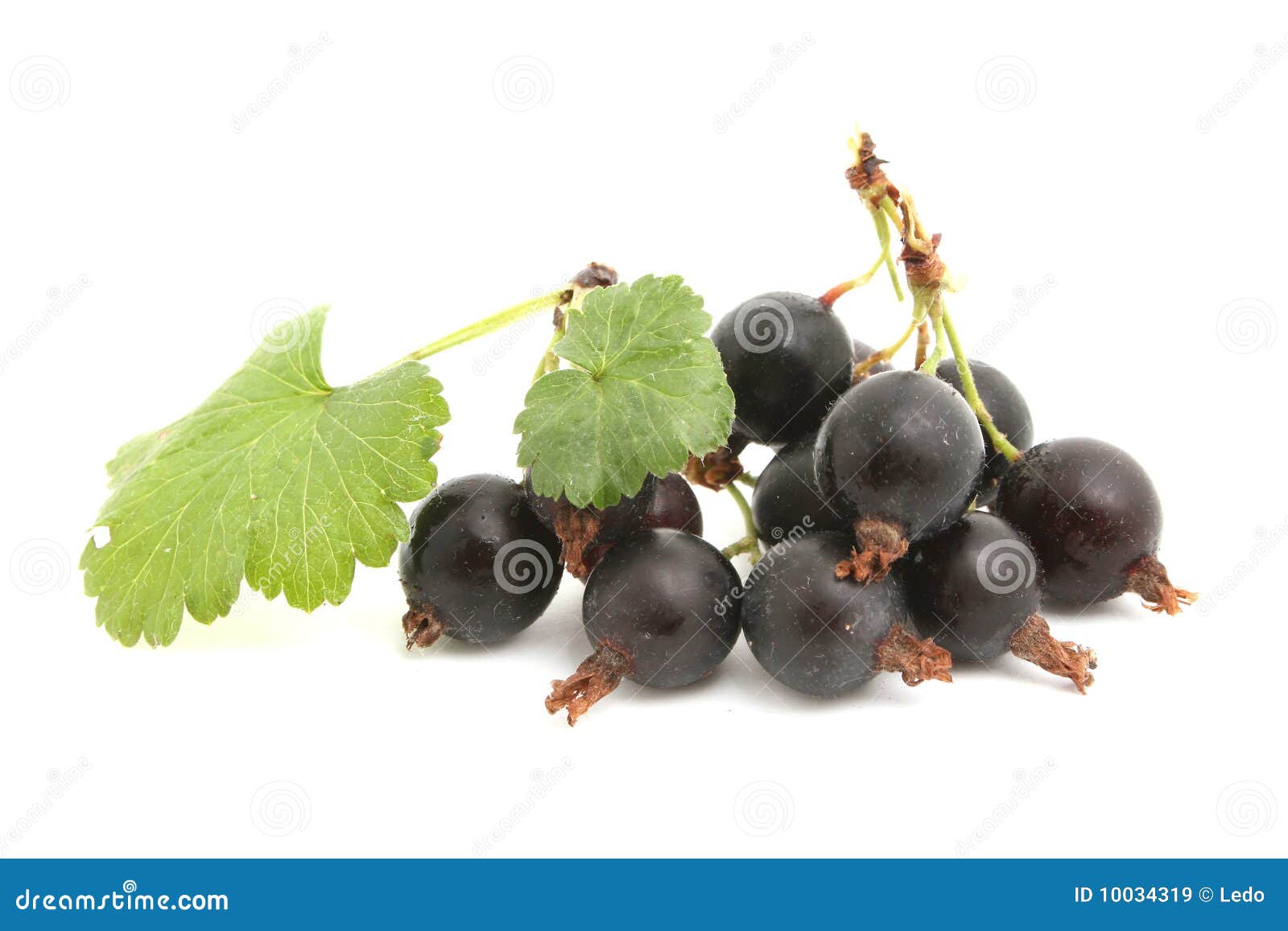 Blackcurrant stock image. Image of brunch, food, leafs - 10034319