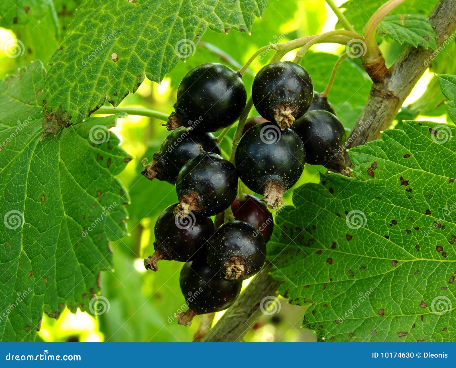 Blackcurrant stock photo. Image of nutrition, bush, leaves - 10174630