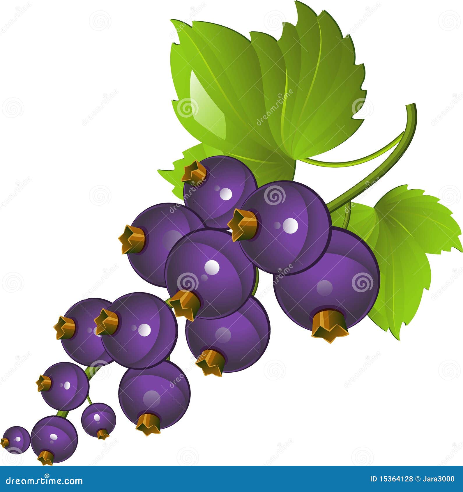 Blackcurrant stock vector. Illustration of nature, lifestyle - 15364128