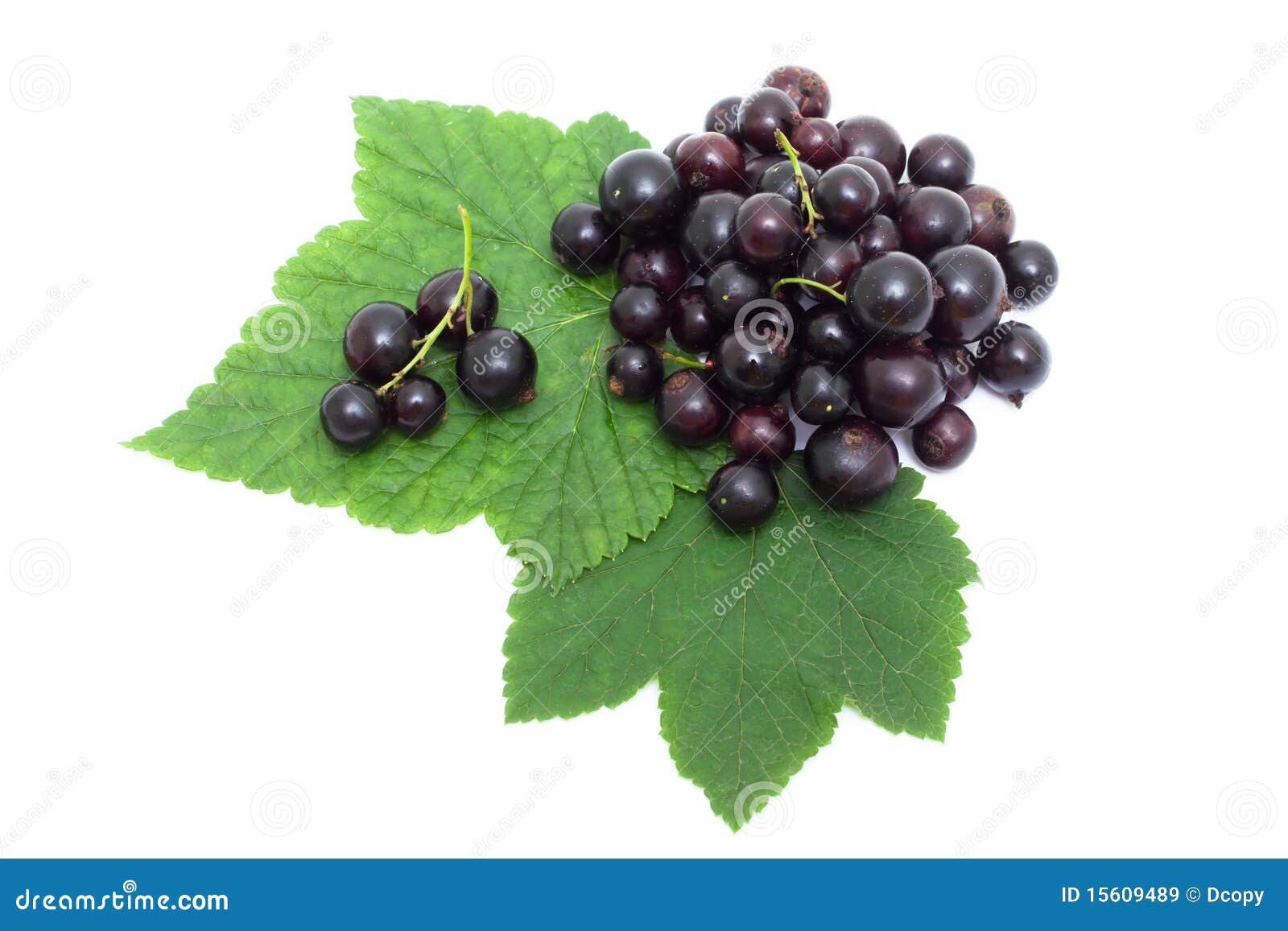 Blackcurrant stock image. Image of black, berry, blackcurrant - 15609489