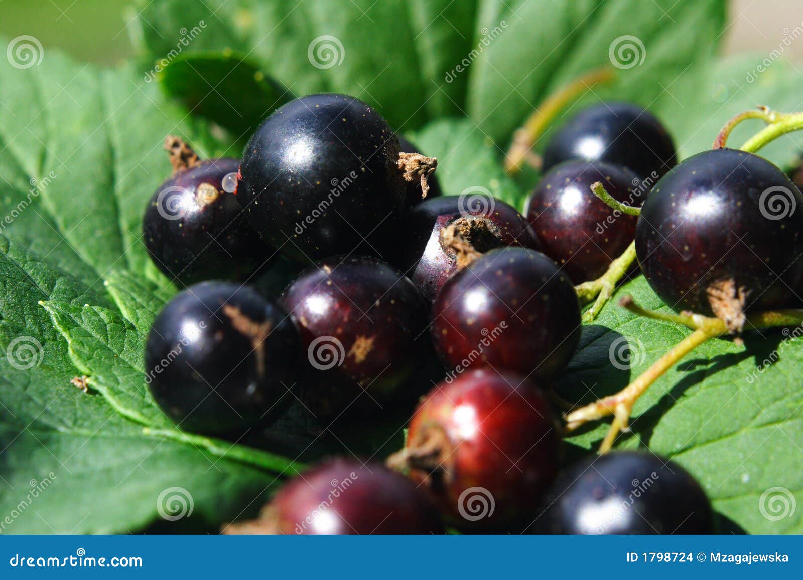 BLACKCURRANT stock photo. Image of flora, garden, eating - 1798724