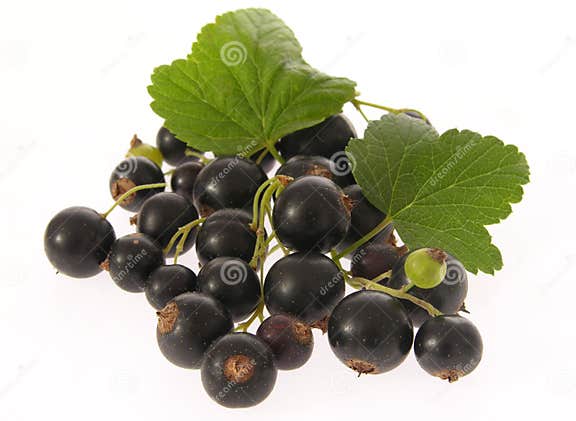 Blackcurrant stock image. Image of group, close, unripe - 19331109