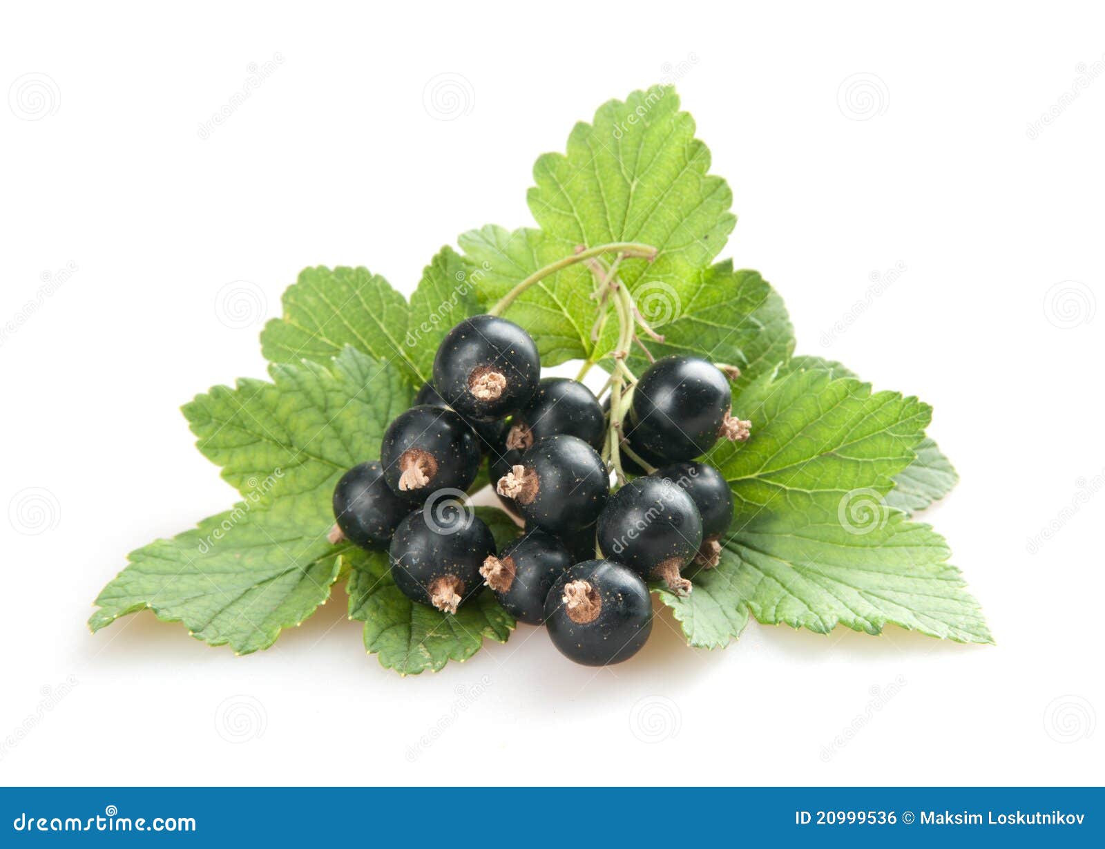 Blackcurrant stock photo. Image of green, medicine, group - 20999536