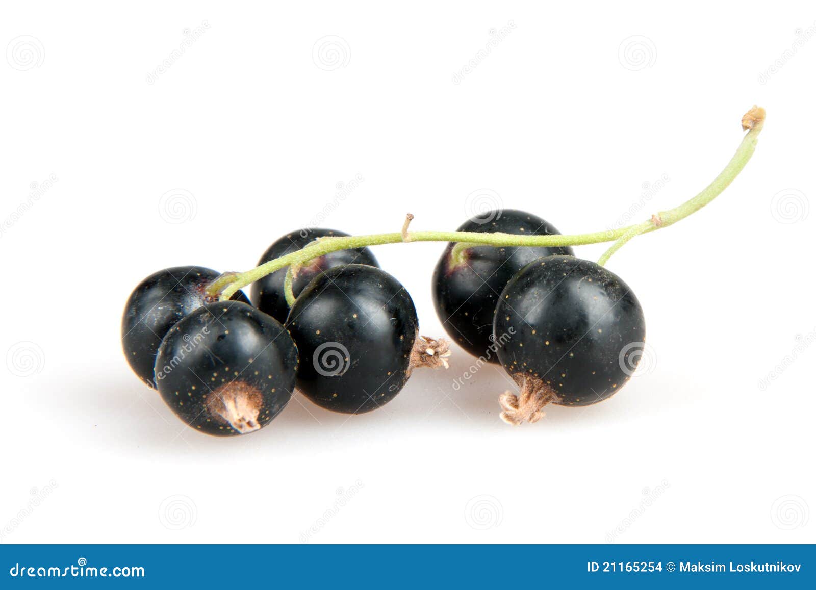 Blackcurrant stock photo. Image of black, berry, branch - 21165254