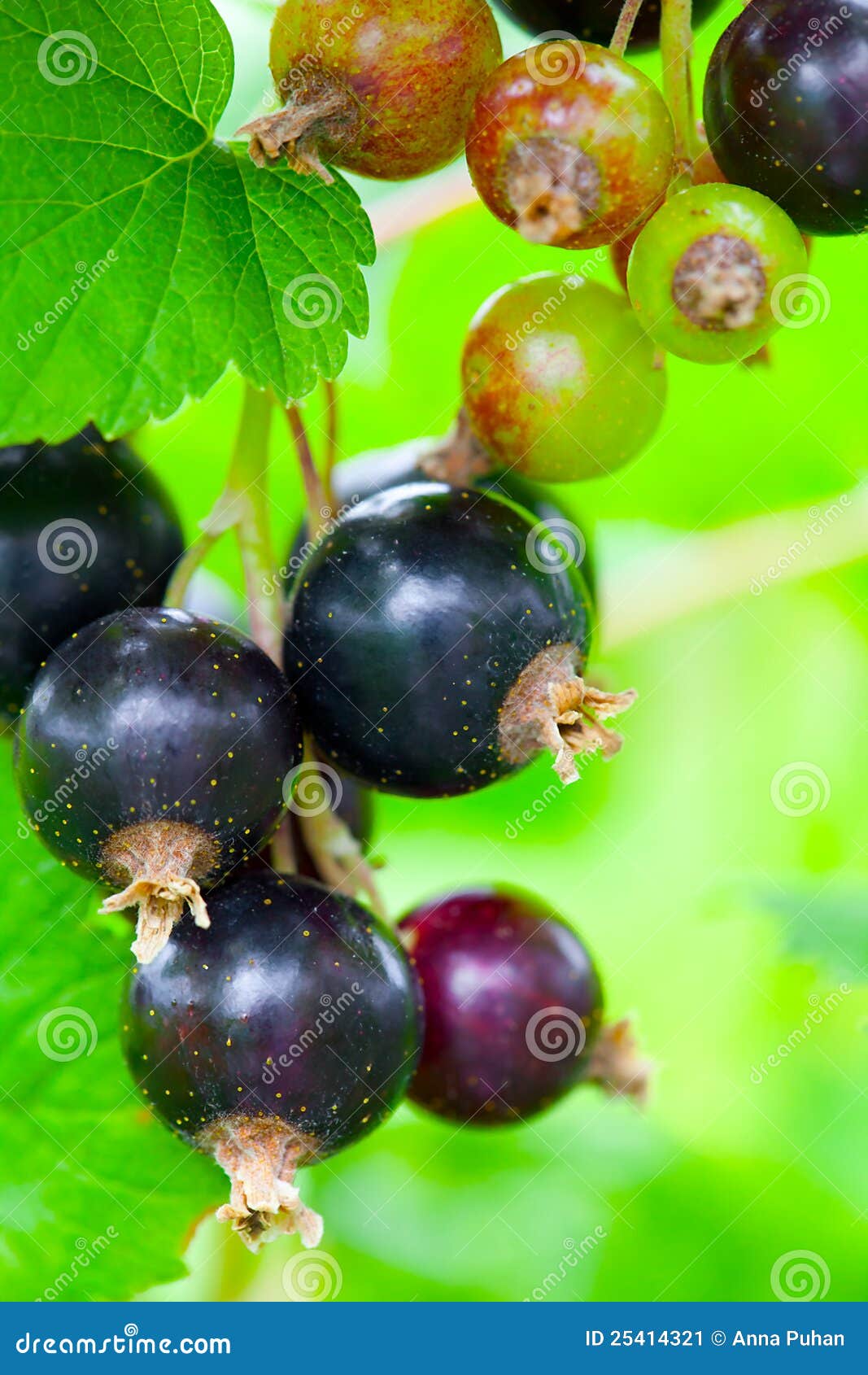Blackcurrant stock image. Image of currant, nature, berry - 25414321