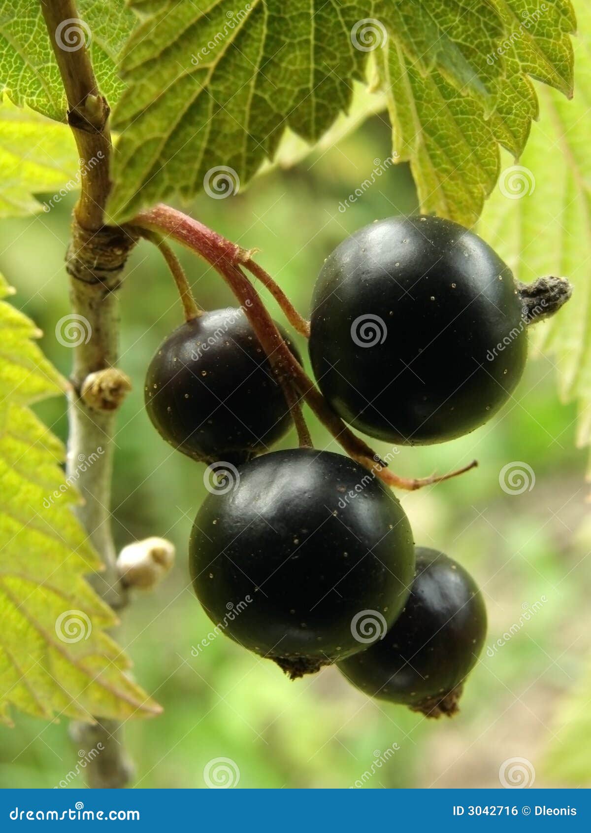 Blackcurrant stock photo. Image of organic, berry, ripe - 3042716