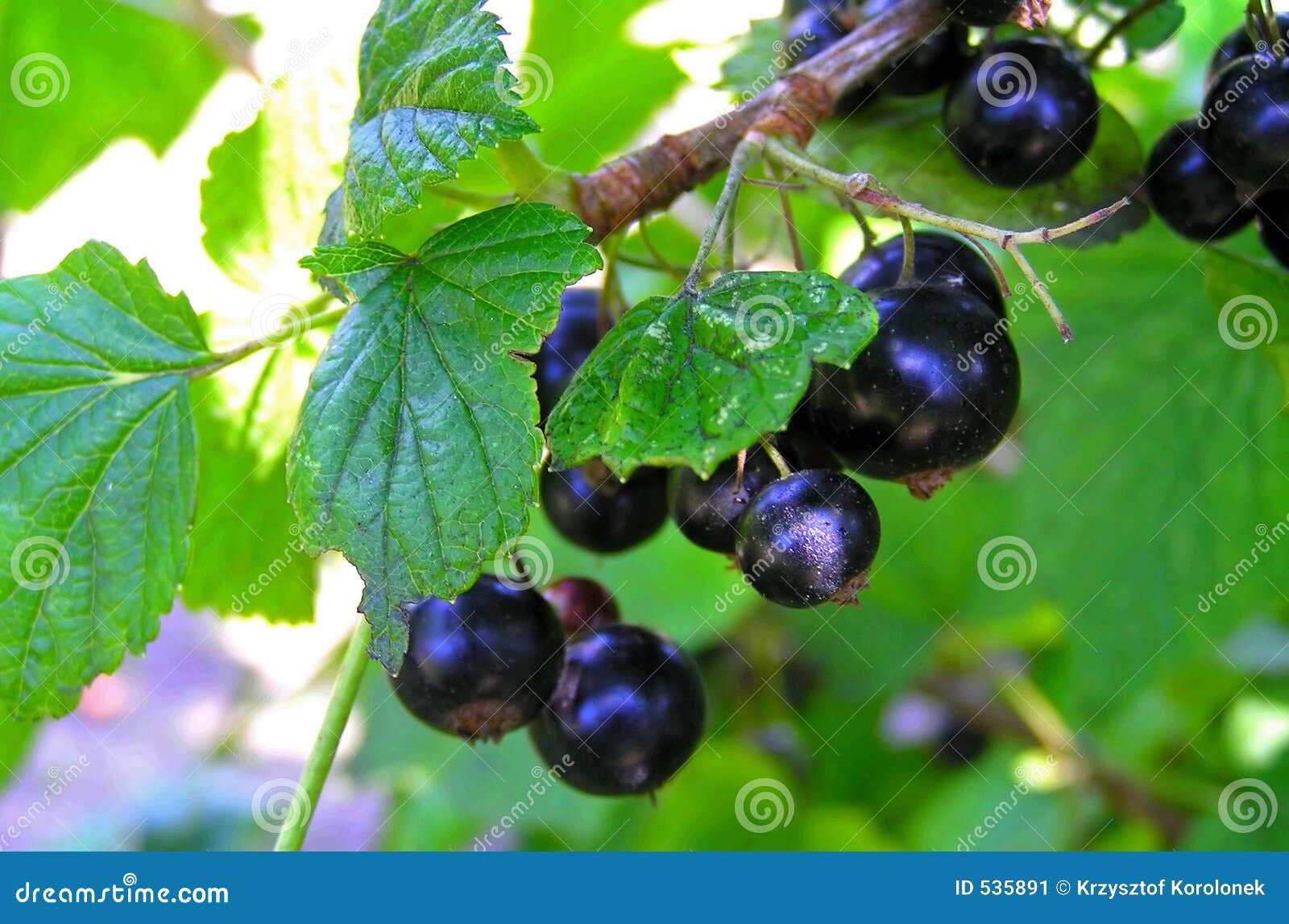 Blackcurrant stock image. Image of juice, shrubs, drinking - 535891