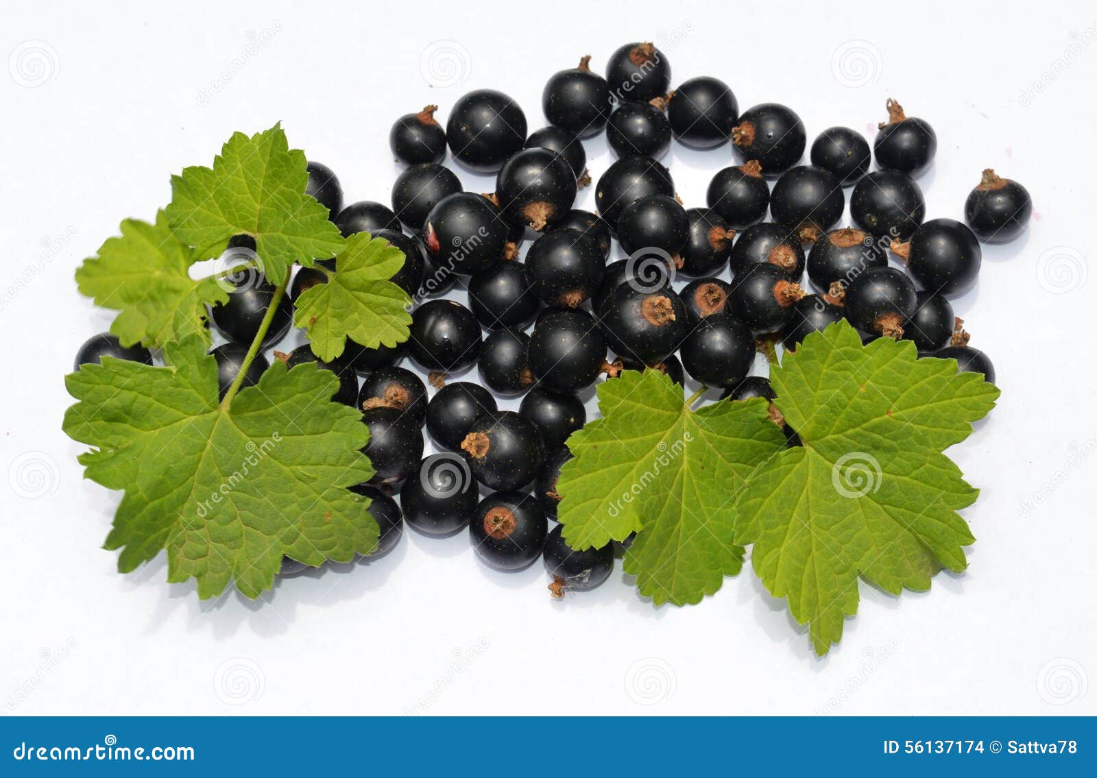 Blackcurrant stock foto. Image of geneeskunde, blad, zwart - 56137174