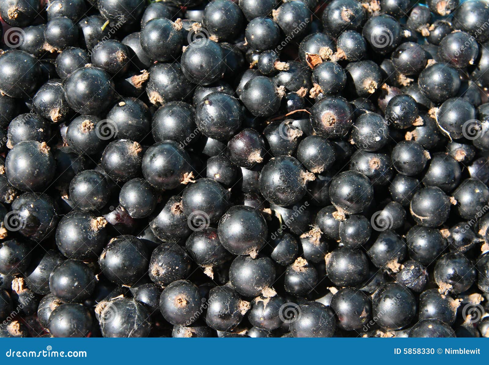Blackcurrant stock photo. Image of blackberry, pattern - 5858330