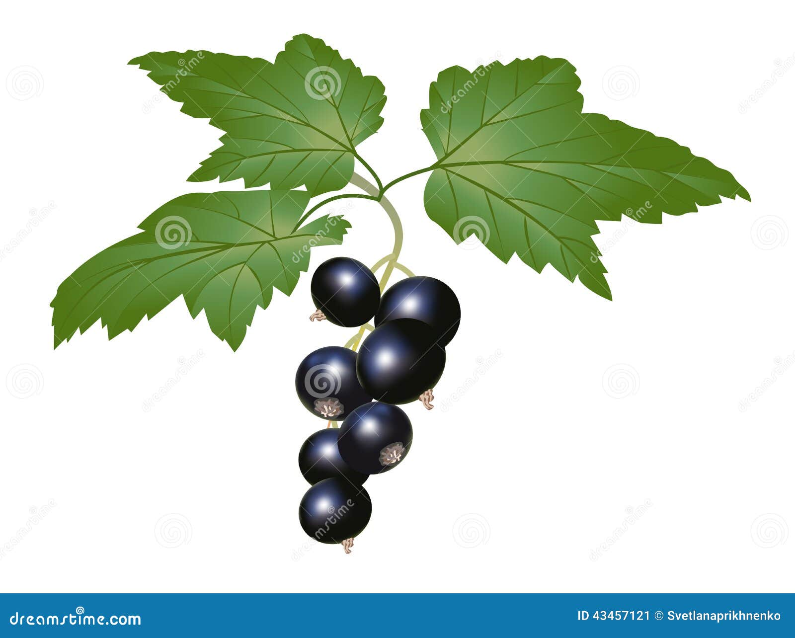 Blackcurrant stock vector. Illustration of element, blackcurrant - 43457121