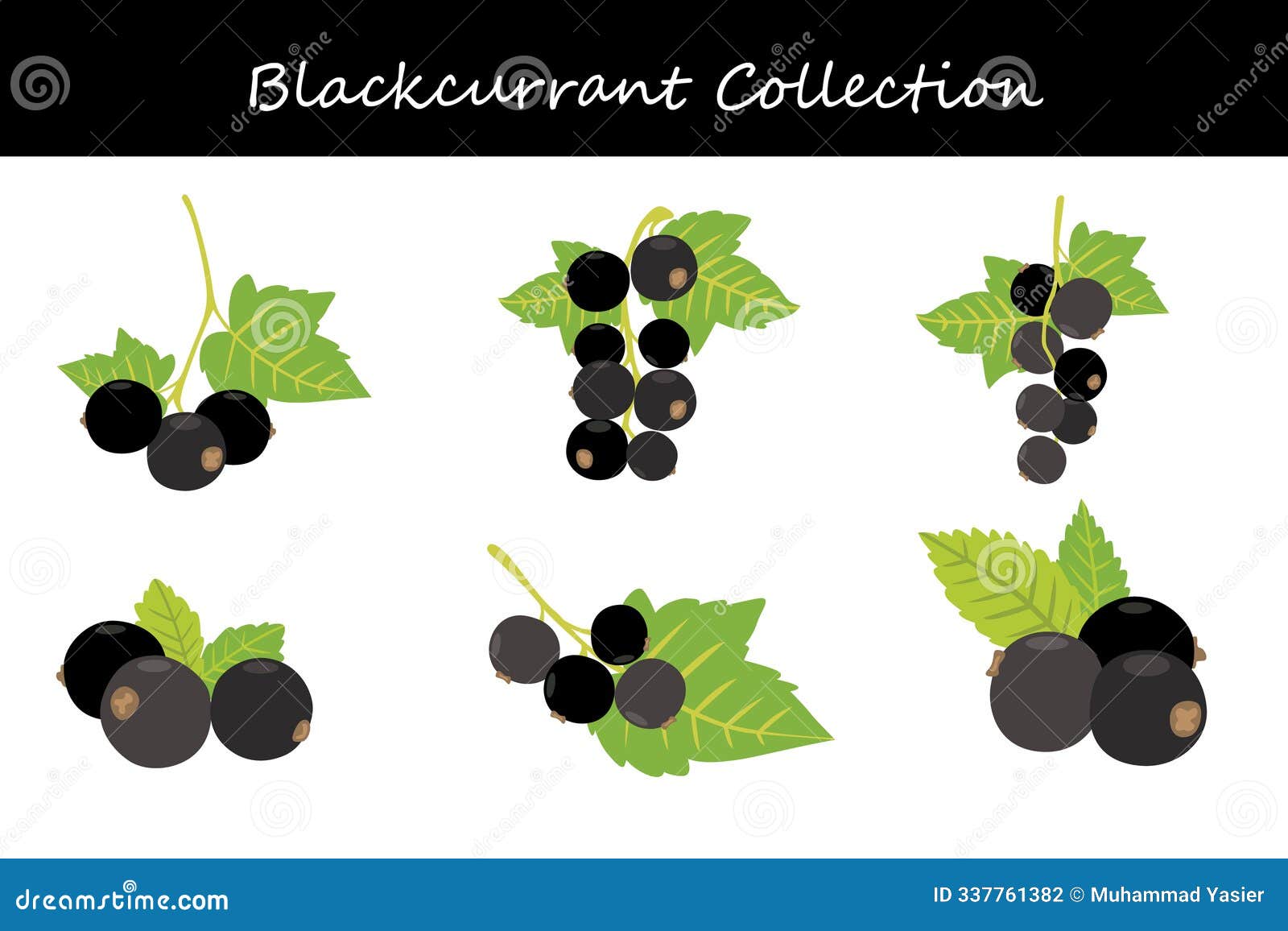 Blackcurrant Collection in Different Poses. Vector Illustration Stock Vector - Illustration of ...