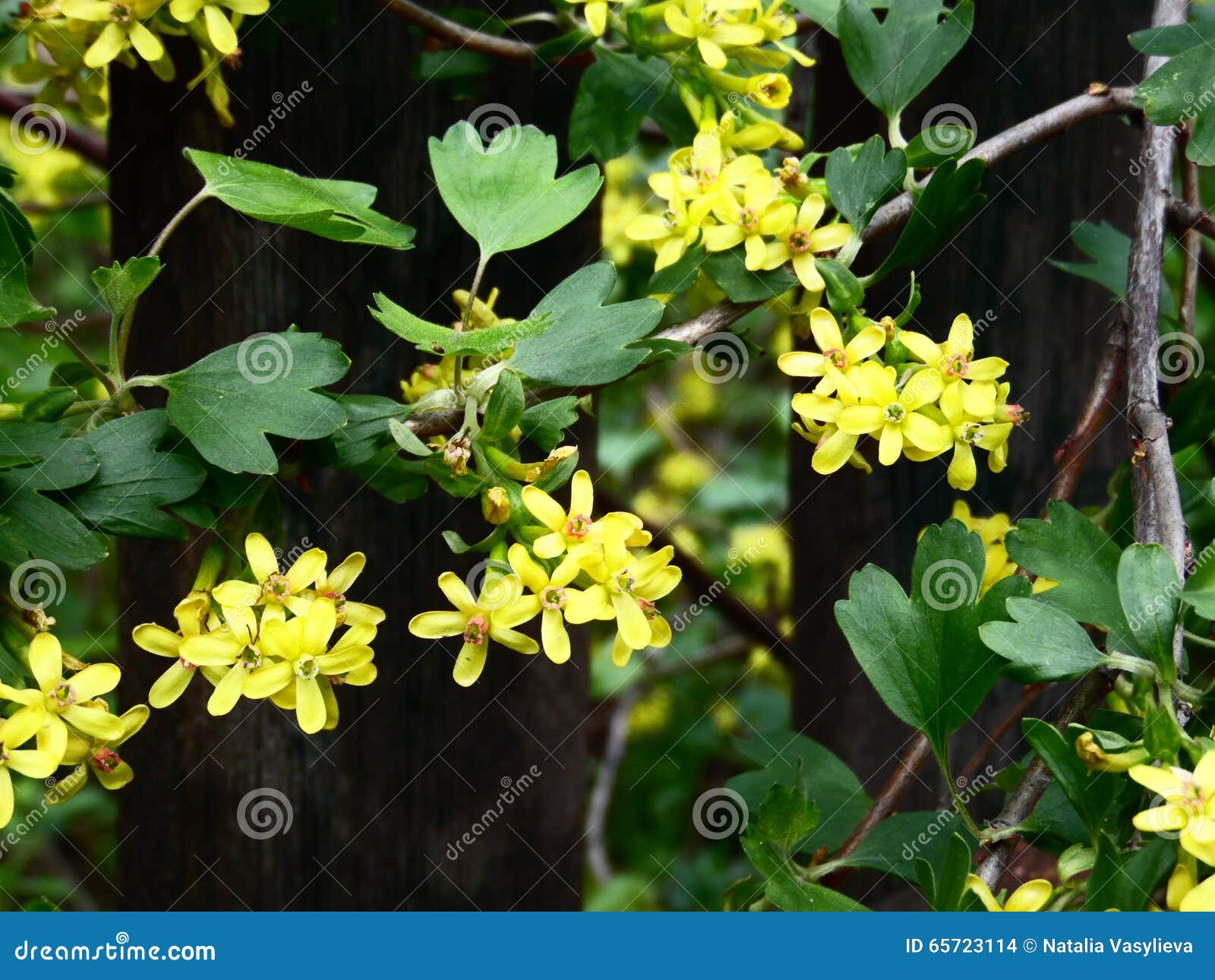 Blackcurrant Flowers in Bloom Stock Photo - Image of herbal, petal ...