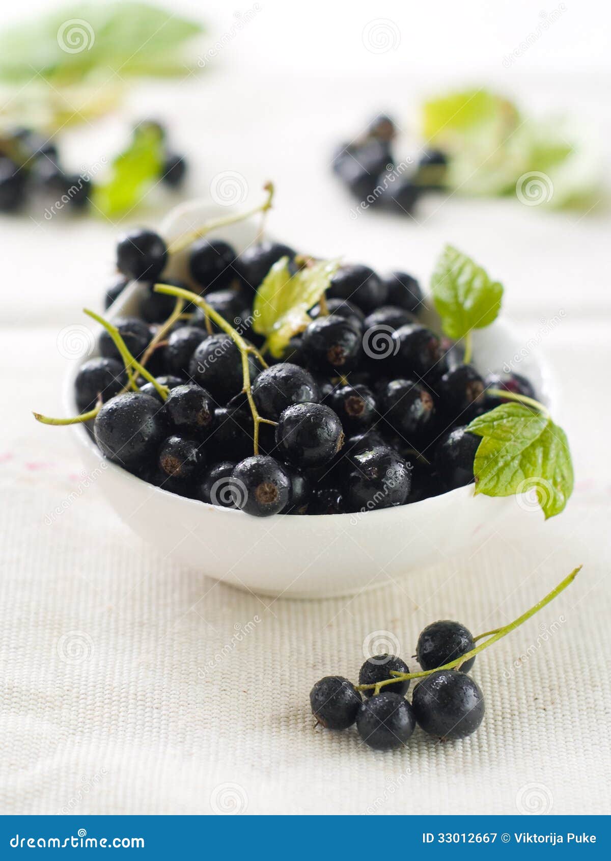 Blackcurrant stock image. Image of berry, currant, organic - 33012667