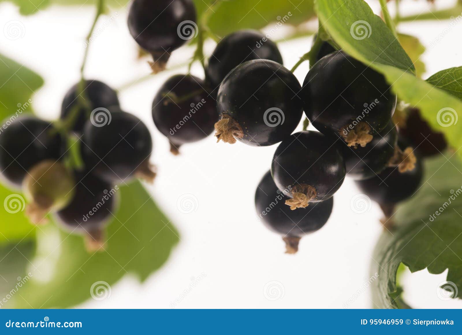 Blackcurrant Fruit Full of Vitamins Stock Image - Image of cultivation ...