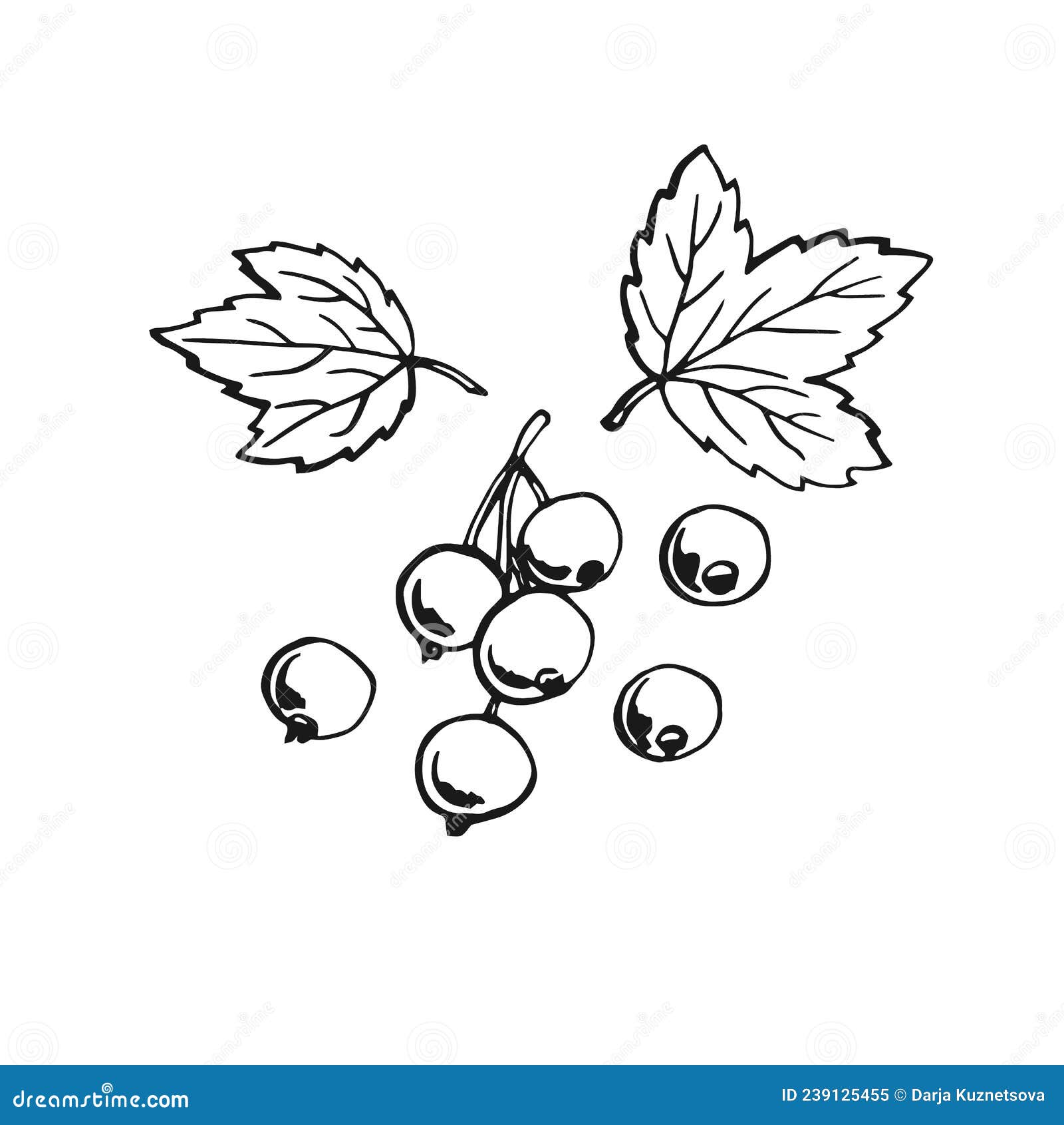 Blackcurrant. Hand Drawn Illustration Converted To Vector Stock Vector ...