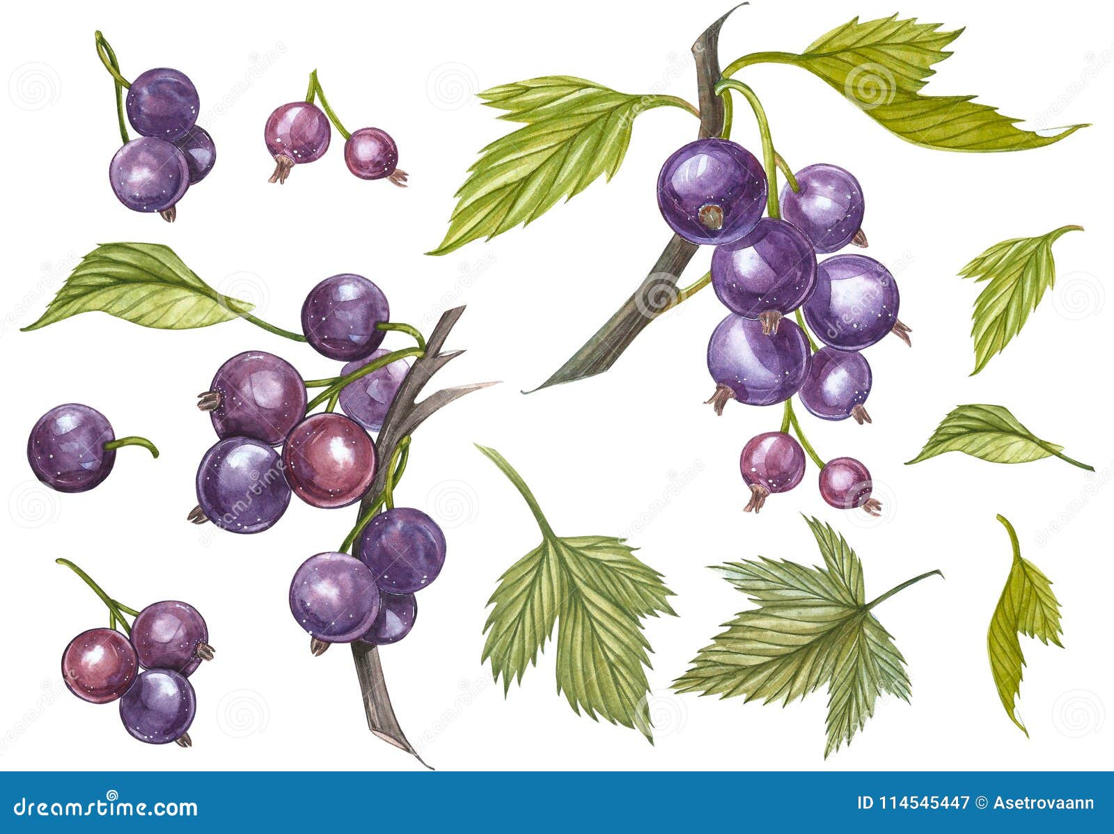 Blackcurrant with Leaf Isolated on White Background. Hand-drawn ...