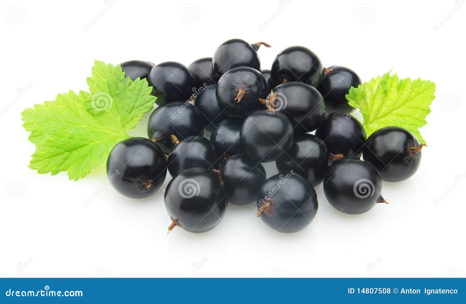 Blackcurrant with leaves stock photo. Image of nature - 14807508