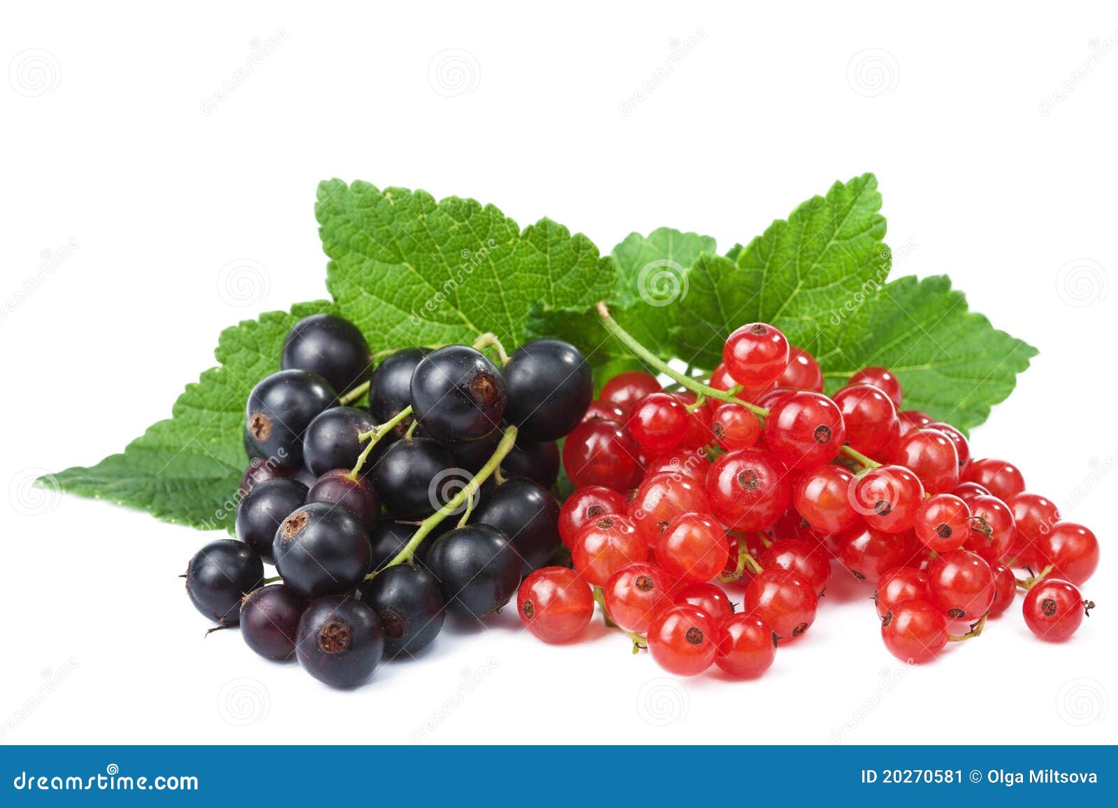 Blackcurrant and Redcurrant Isolated Stock Image - Image of seasonal ...