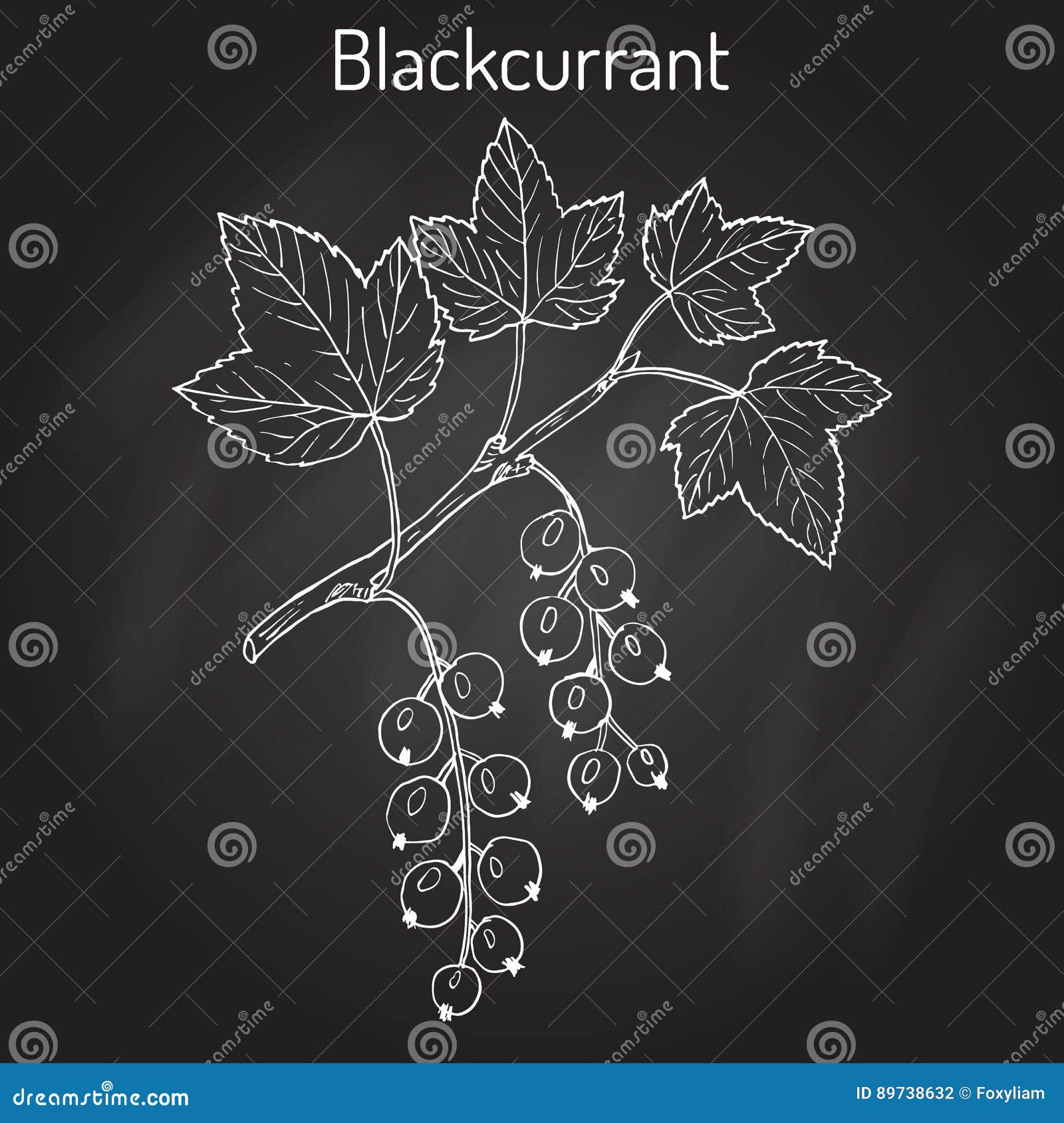 Blackcurrant Ribes nigrum stock vector. Illustration of berry - 89738632