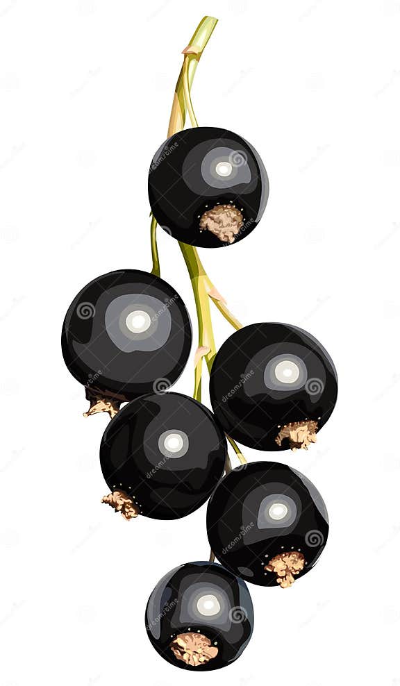 Blackcurrant stock vector. Illustration of cartoon, blackcurrant - 52221059