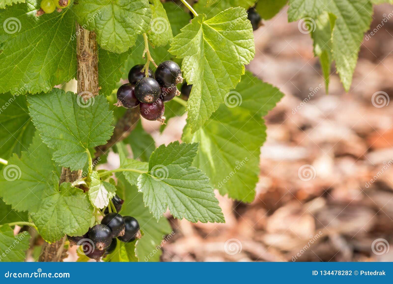Blackcurrants Growing on Black Currant Bush with Copy Space on Right ...
