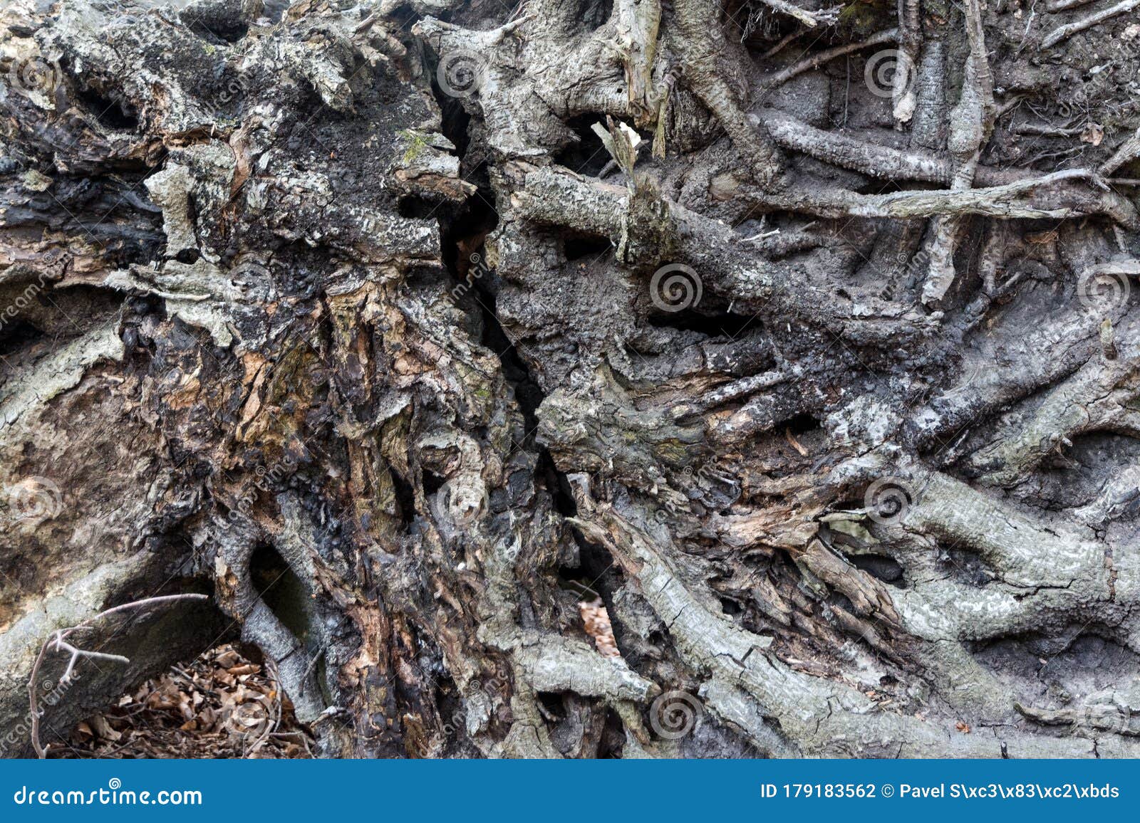 Blackened Roots of Fallen Tree Stock Photo - Image of rock, material ...
