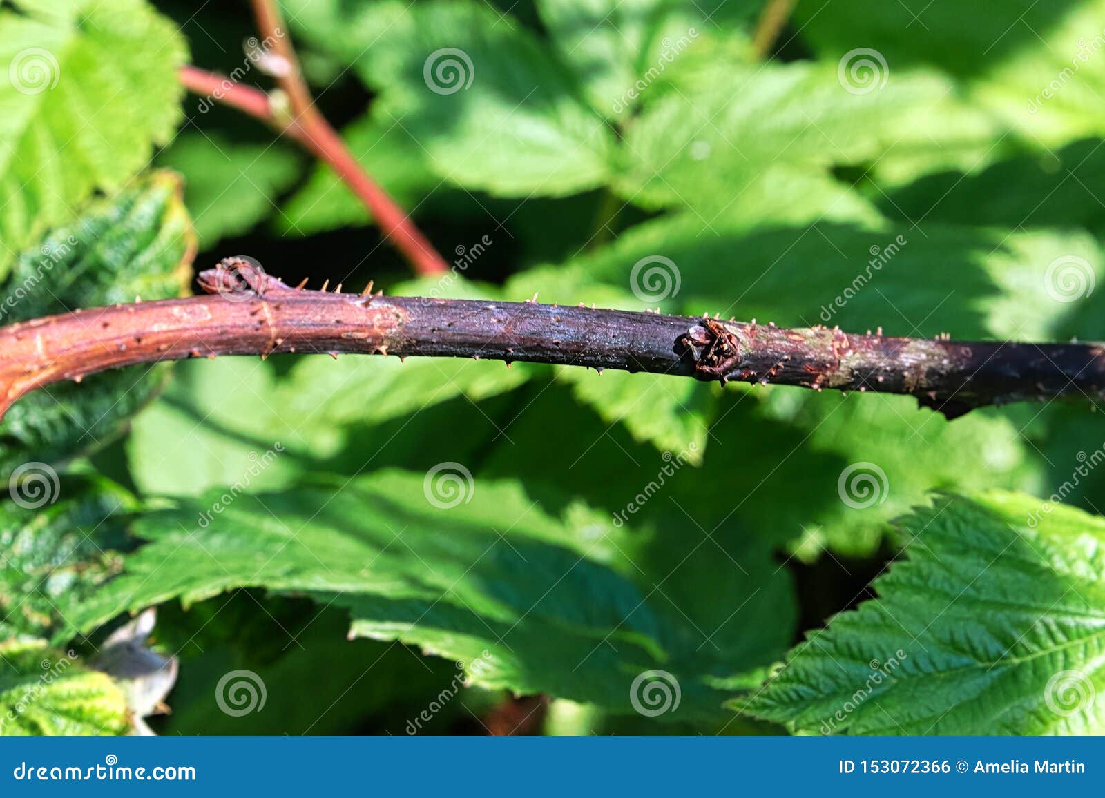 A Blackened Section Insdicating Raspberry Cane Blight Stock Photo ...