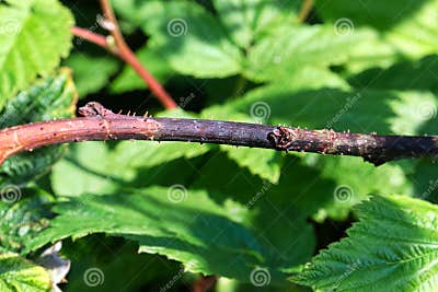 A Blackened Section Insdicating Raspberry Cane Blight Stock Photo ...