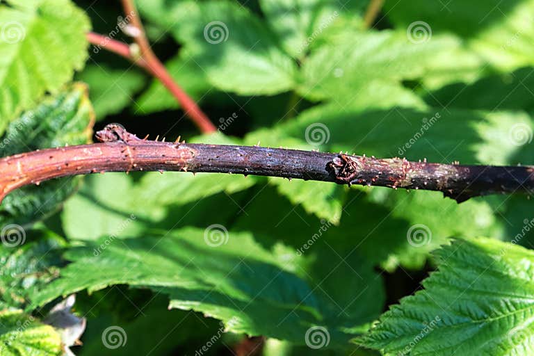 A Blackened Section Insdicating Raspberry Cane Blight Stock Photo ...