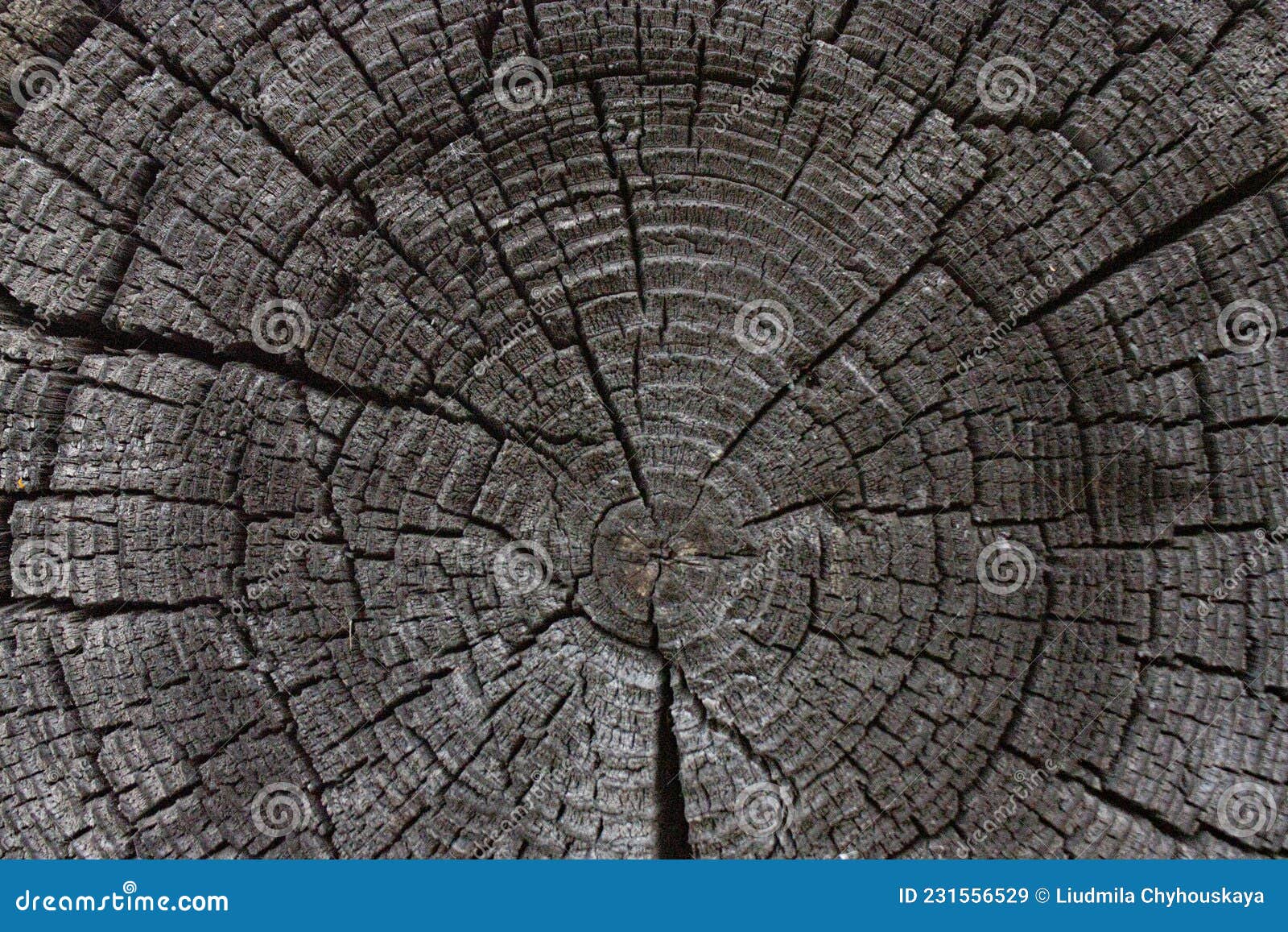 A Blackened Wooden Log in the Section. an Old, Dried-up Tree Close-up ...