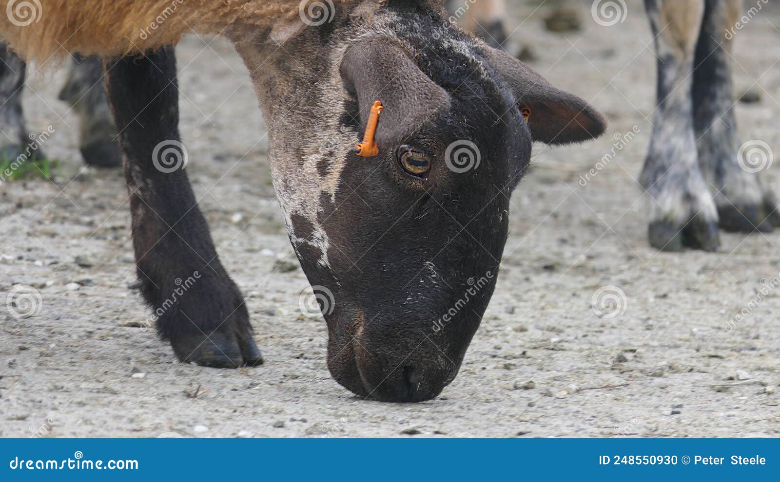 Blackface Sheep Standing Behind a Gate in Handling Pen in Ireland Stock ...