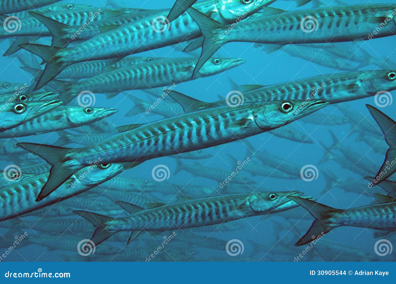 Blackfin or Chevron Barracuda Stock Photo - Image of tourism, deep ...