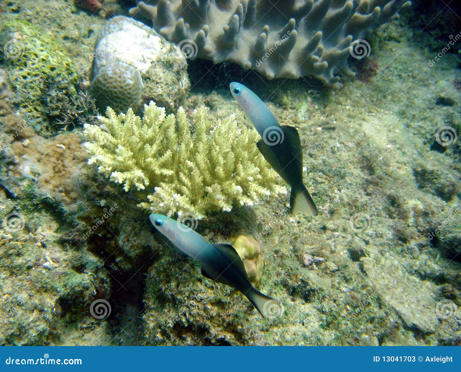 Blackfin dartfish stock image. Image of animal, dartfish - 13041703