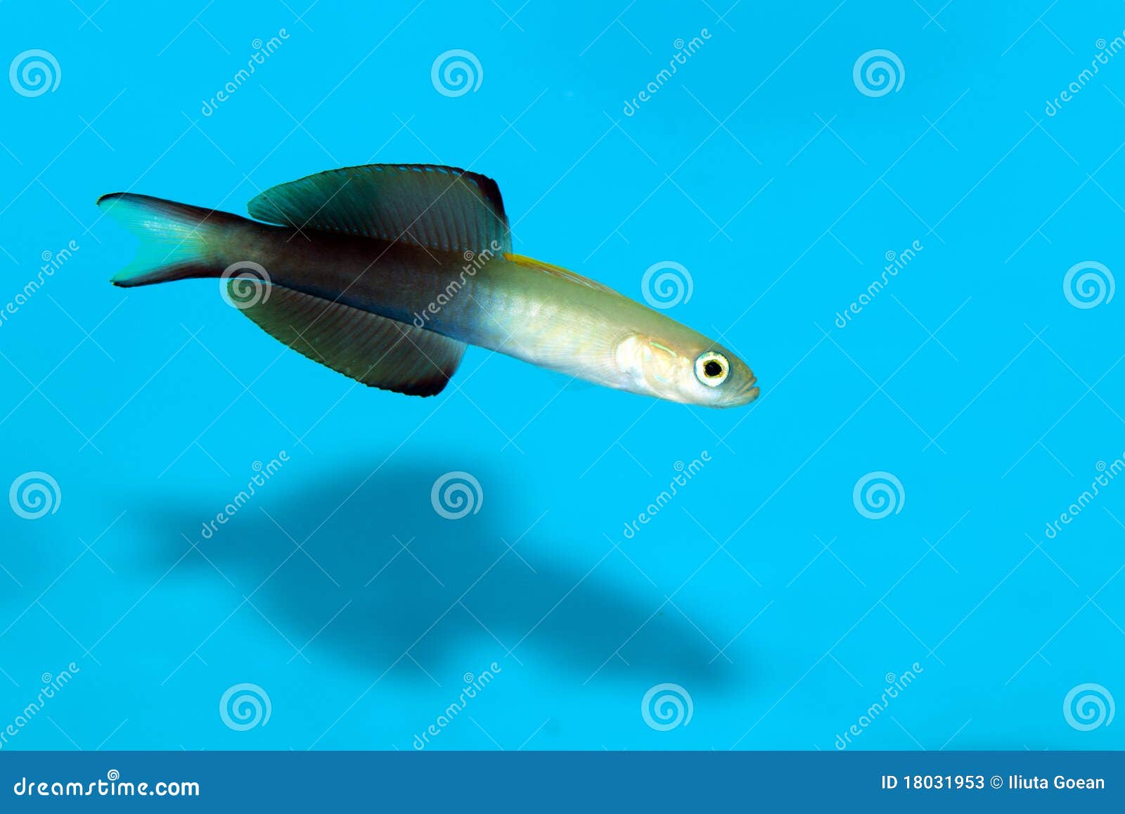 Blackfin Dartfish (Ptereleotris Evides) Stock Image - Image of ...