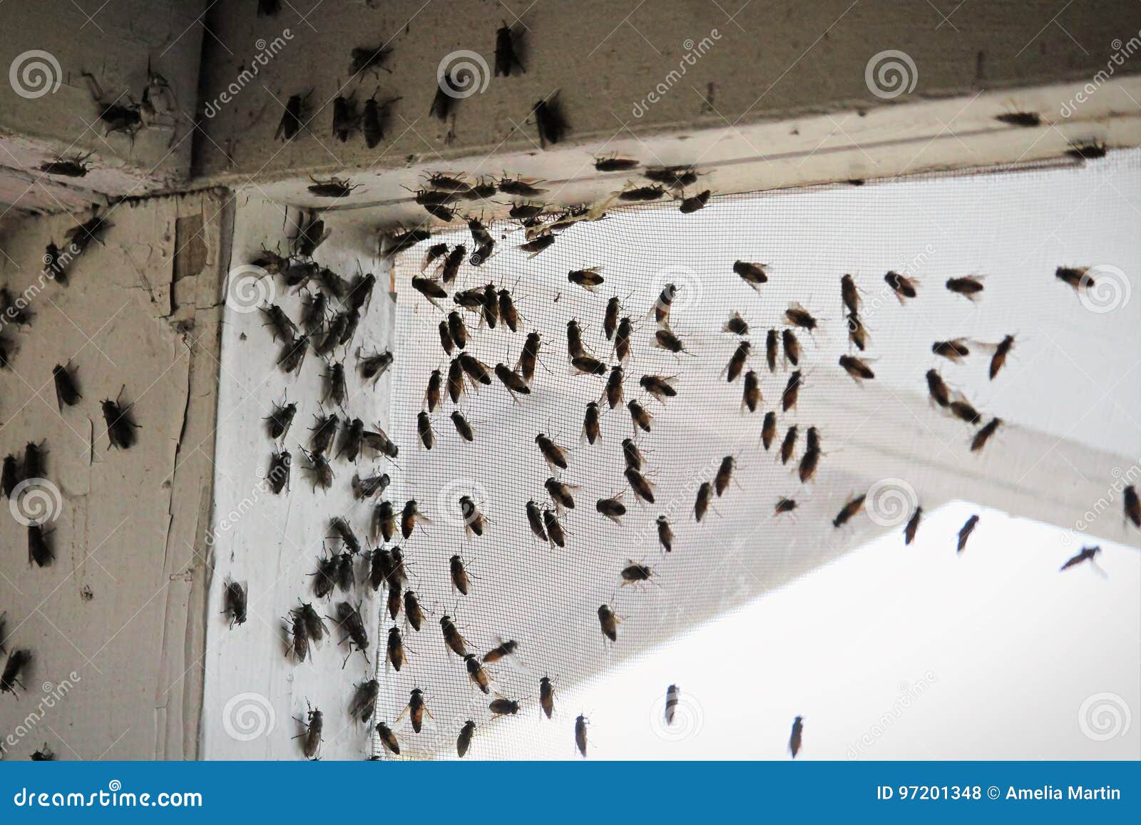 Blackflies Swarming Inside a Building Corner on a Window Screen Stock ...