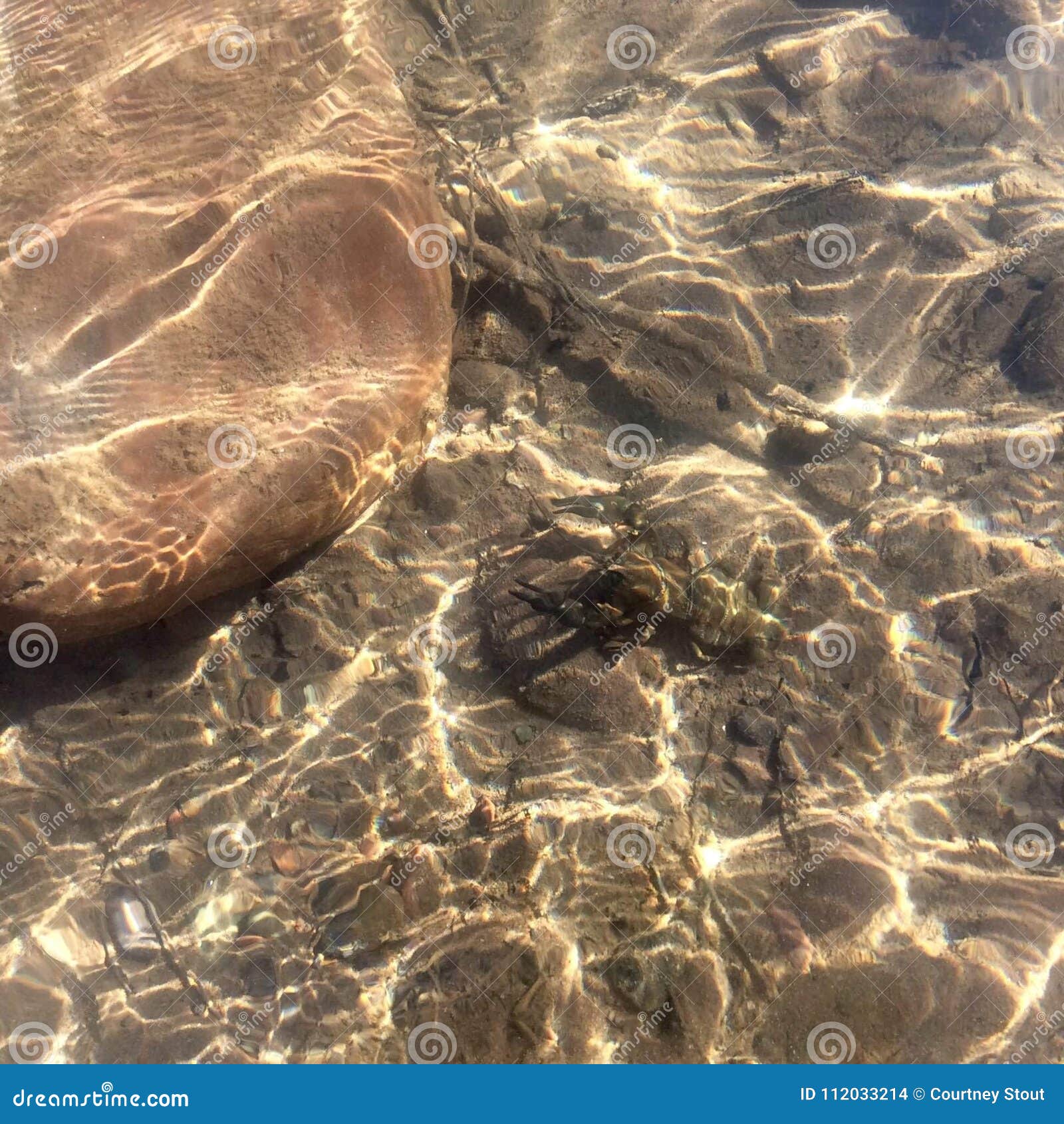Crawdad stock photo. Image of river, crawdad, montana - 112033214