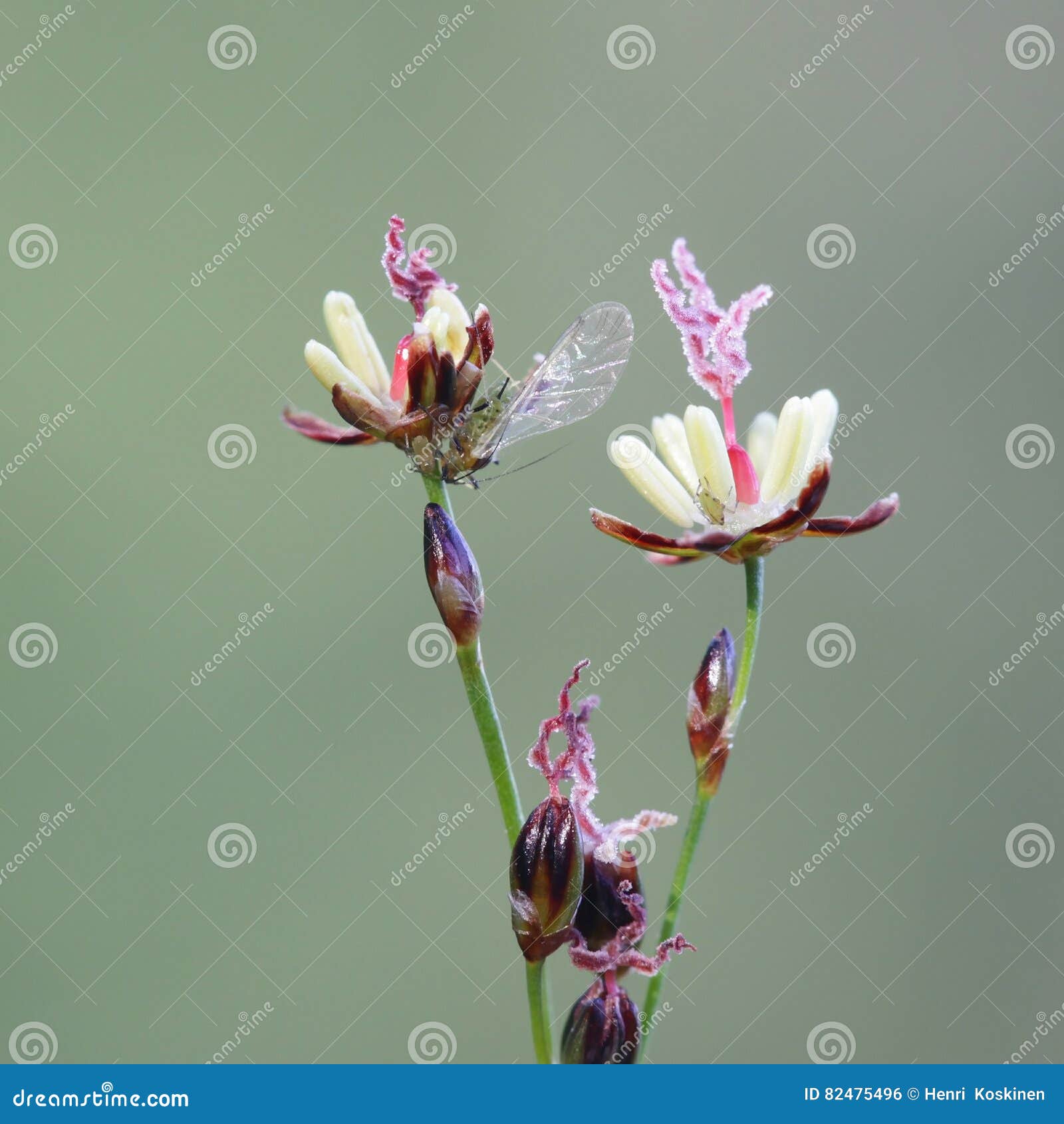 Blackgrass, Juncus Gerardii Stock Photo - Image of flower, blackgrass ...